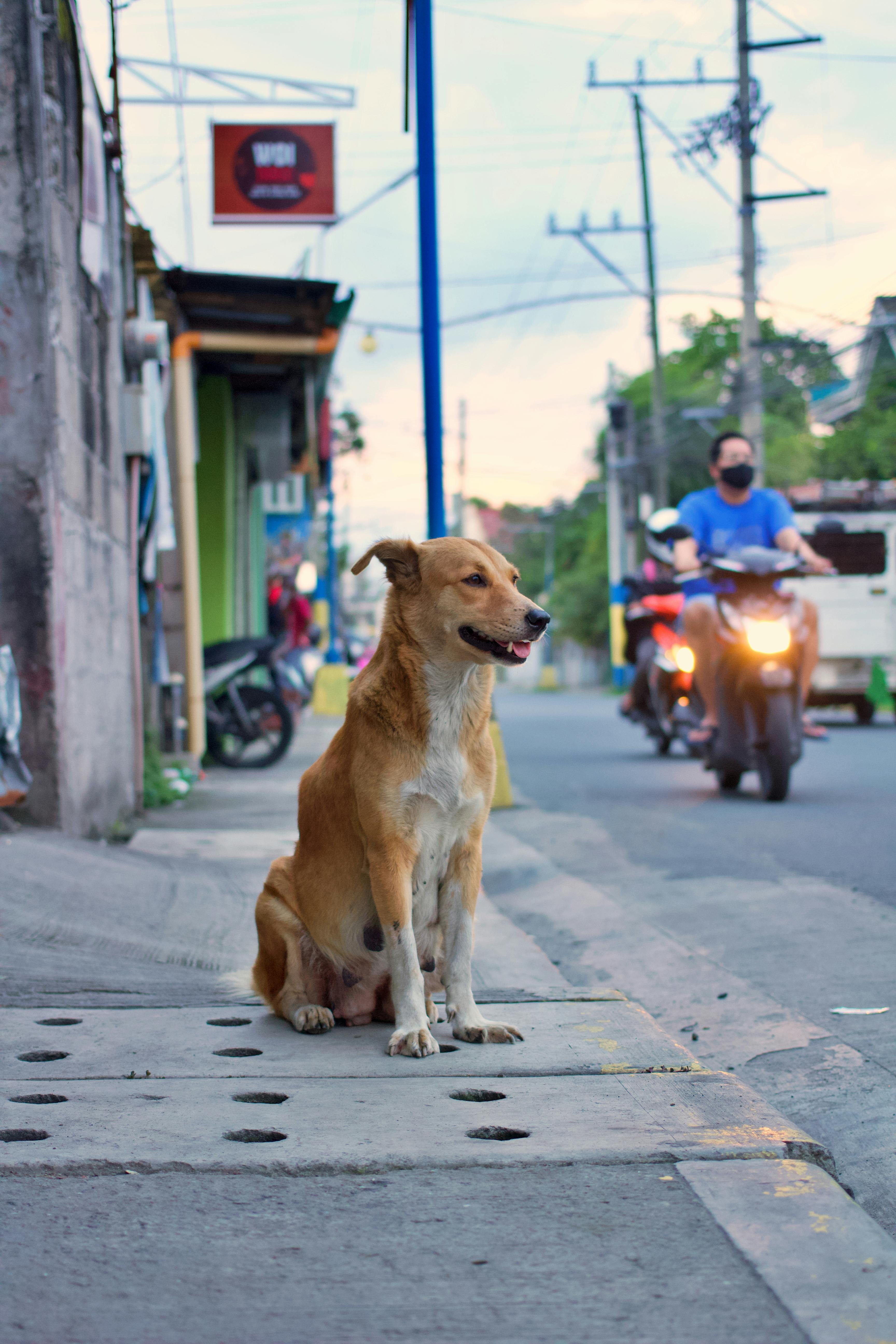 A Dog Wearing Yellow Clothes while Standing on the Street · Free Stock ...