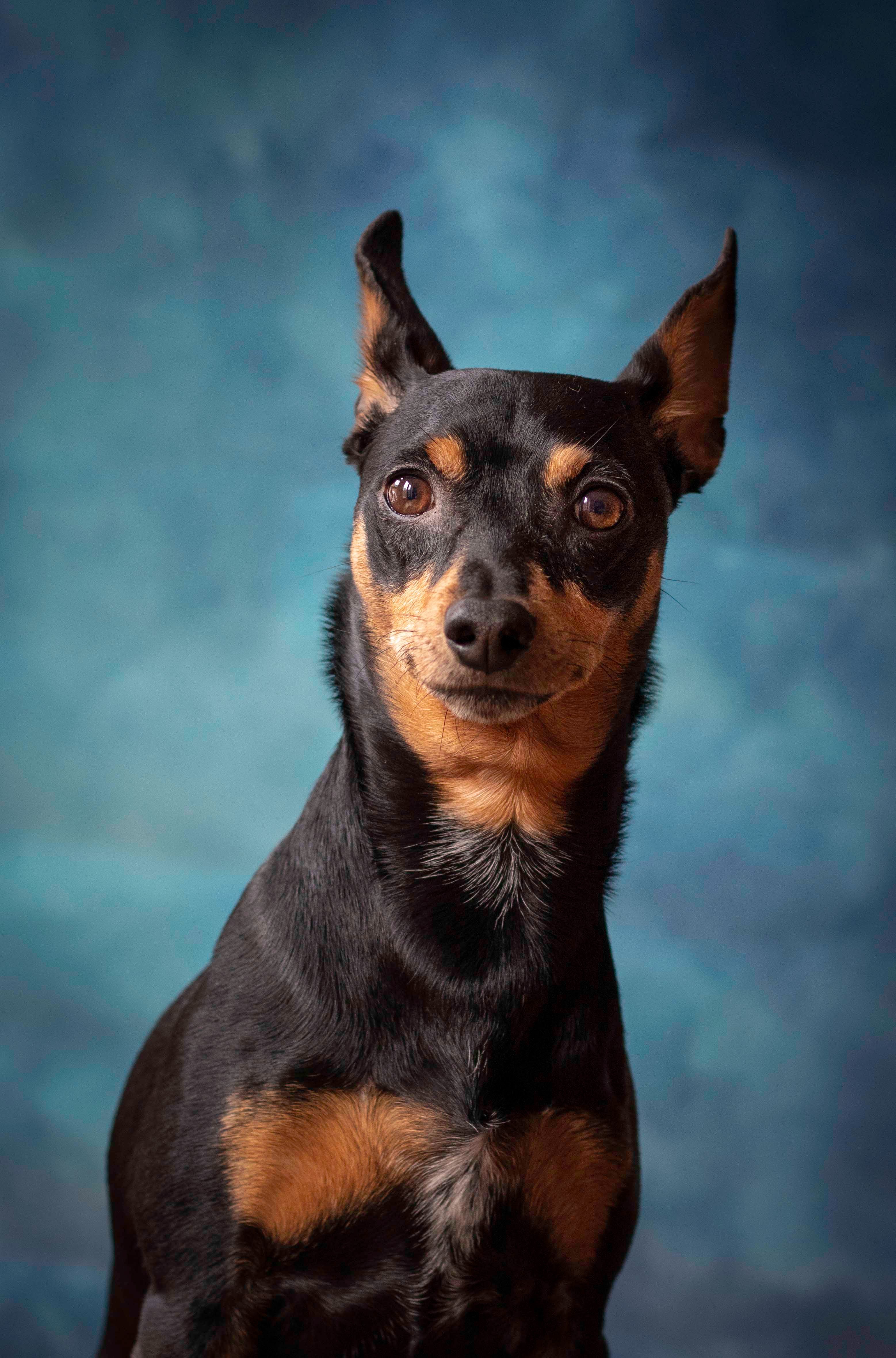 Melhores fotos de Pinscher · Download 100% grátis · Fotos profissionais ...