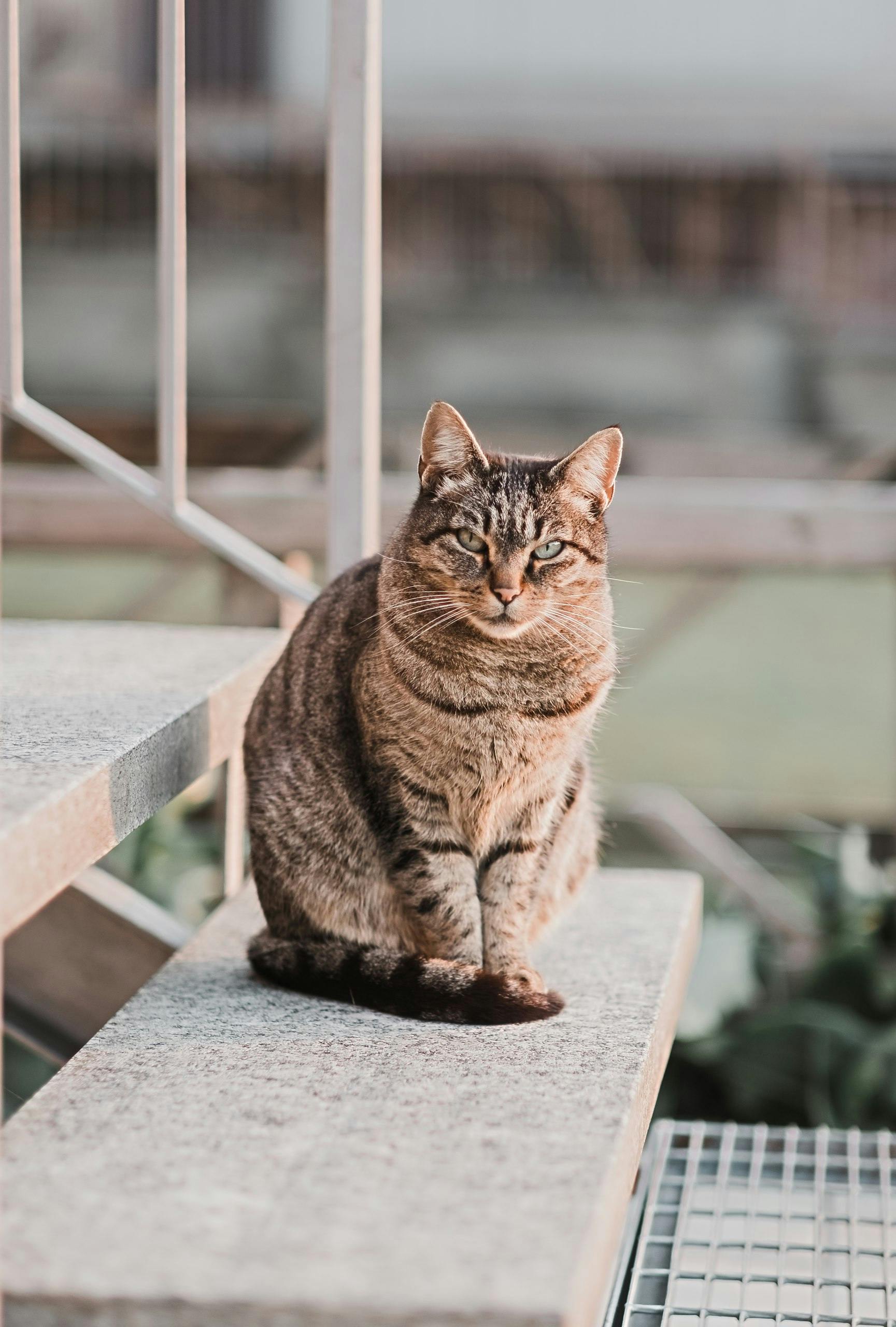 Animal Steps Photos, Download The BEST Free Animal Steps Stock Photos ...