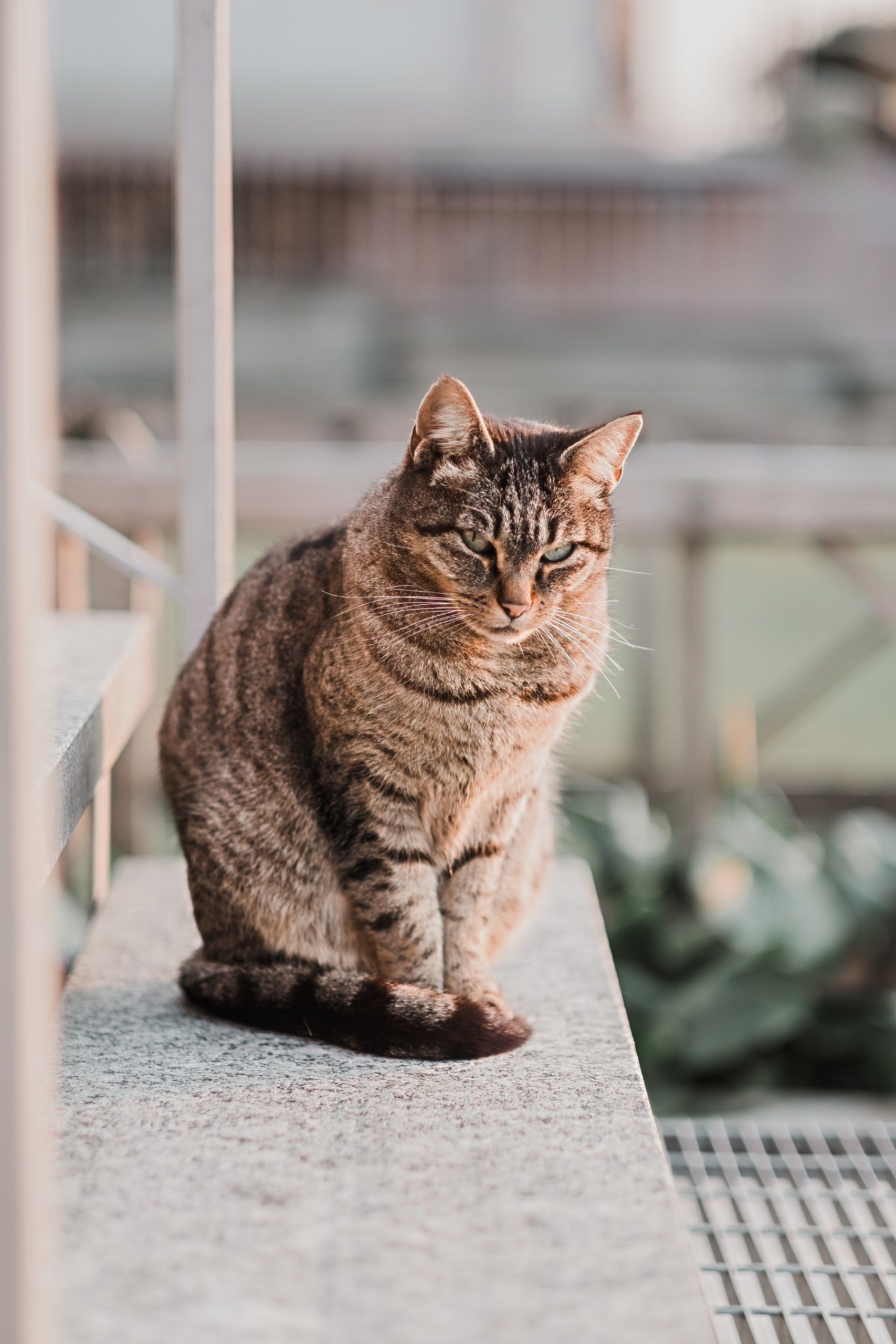 Portrait of Sitting Cat · Free Stock Photo