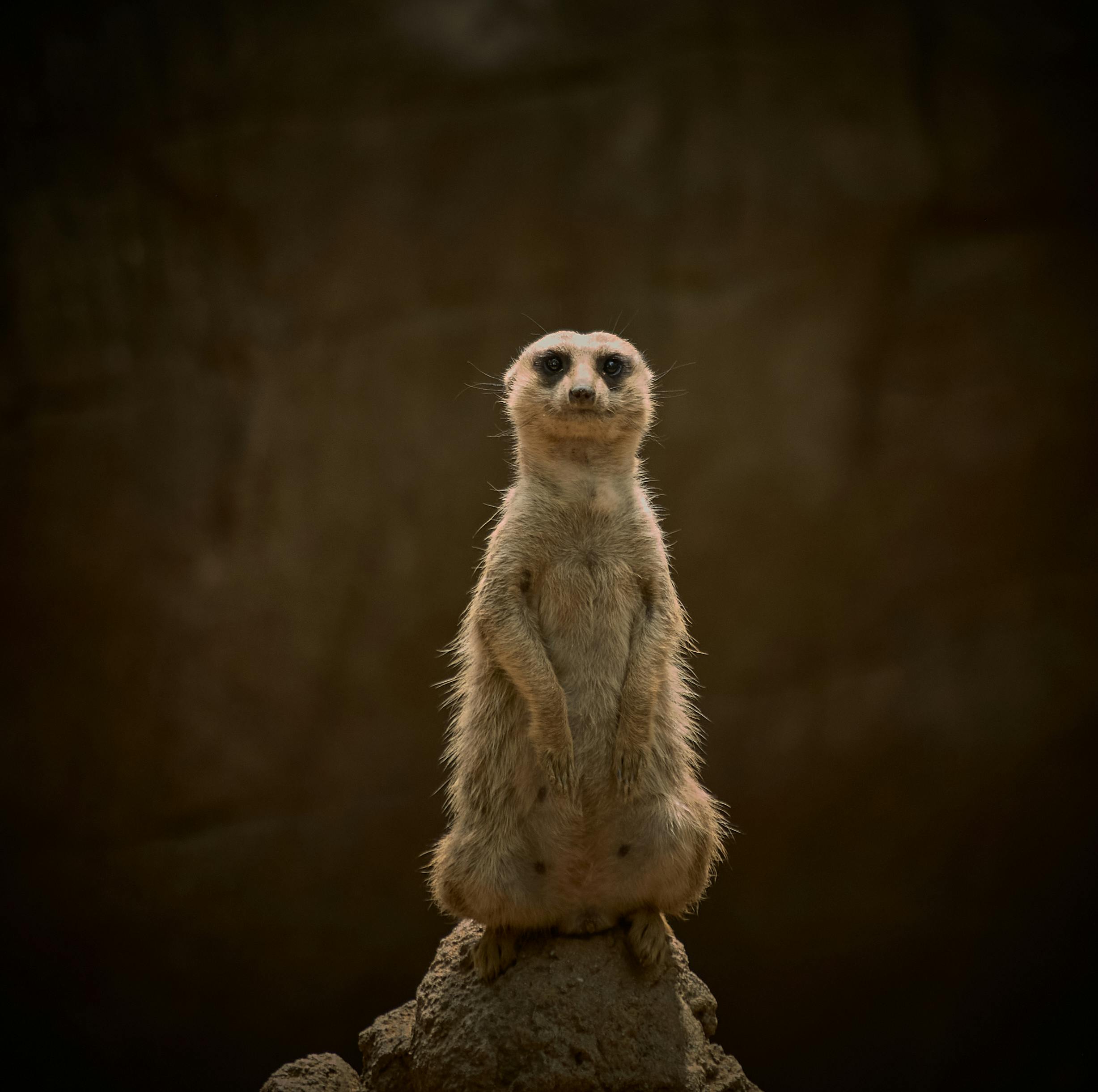 Meerkat in Red Light · Free Stock Photo