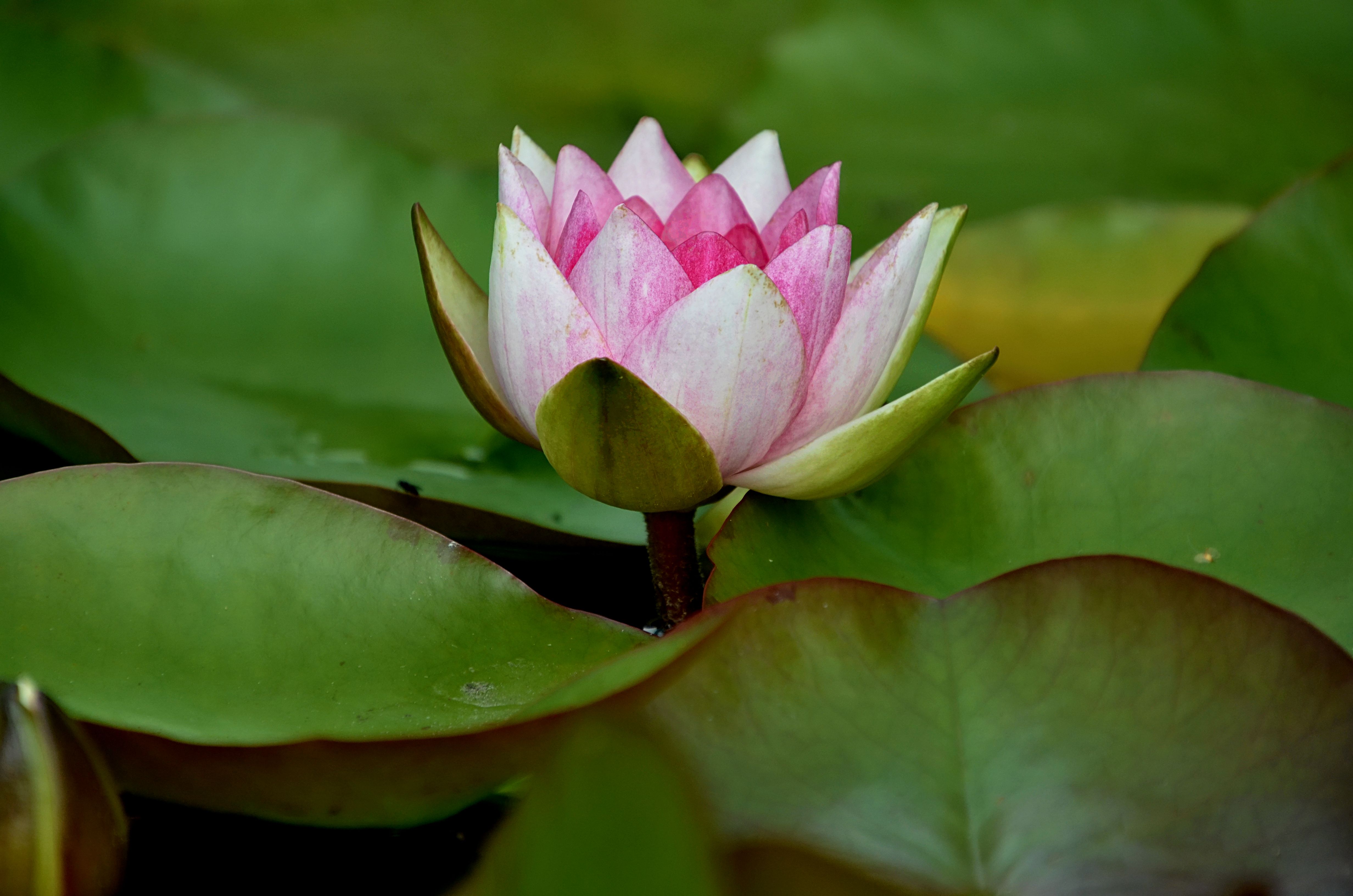 Close-up Photo of a Water lily · Free Stock Photo