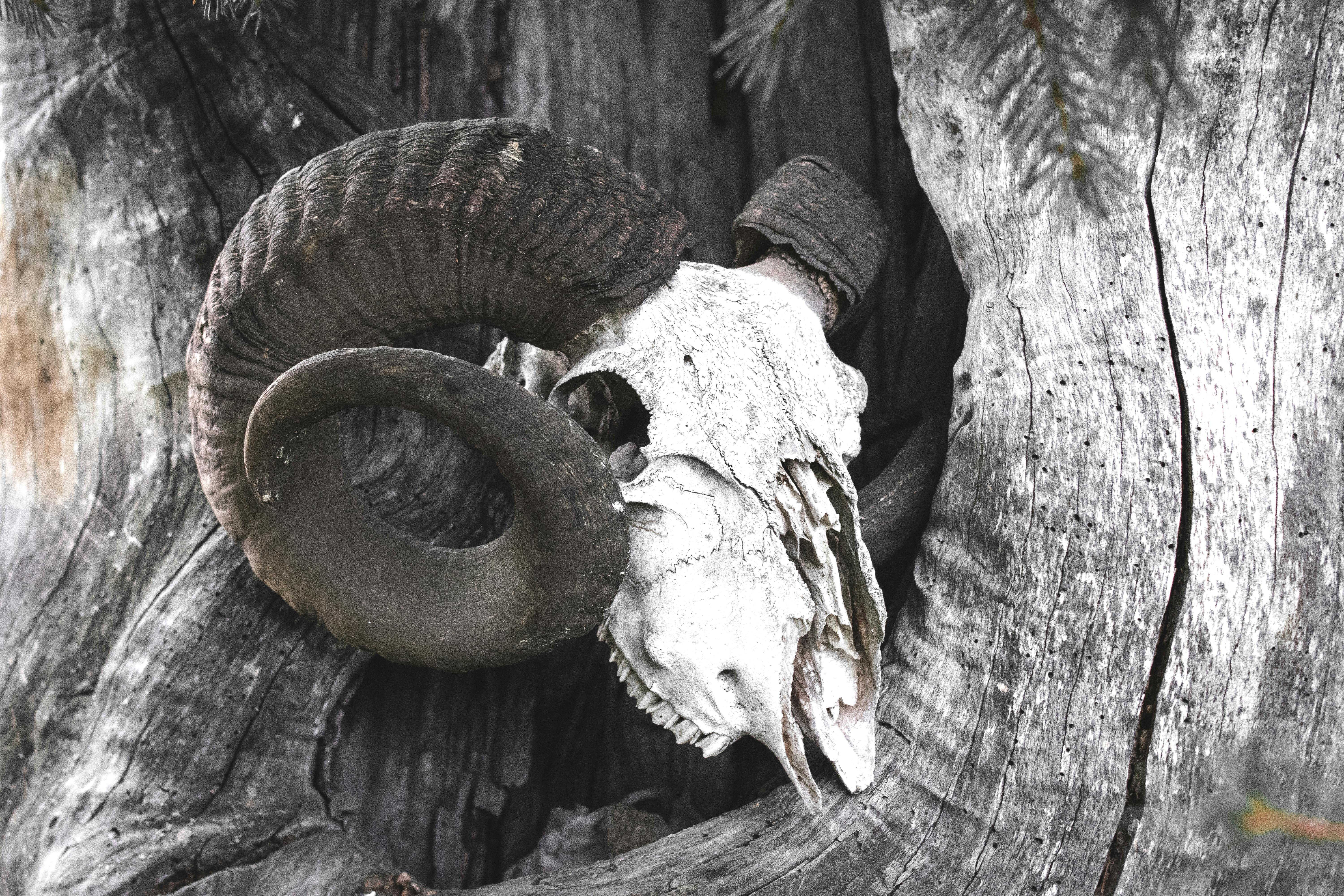 Animal Skull on Tree Trunk · Free Stock Photo