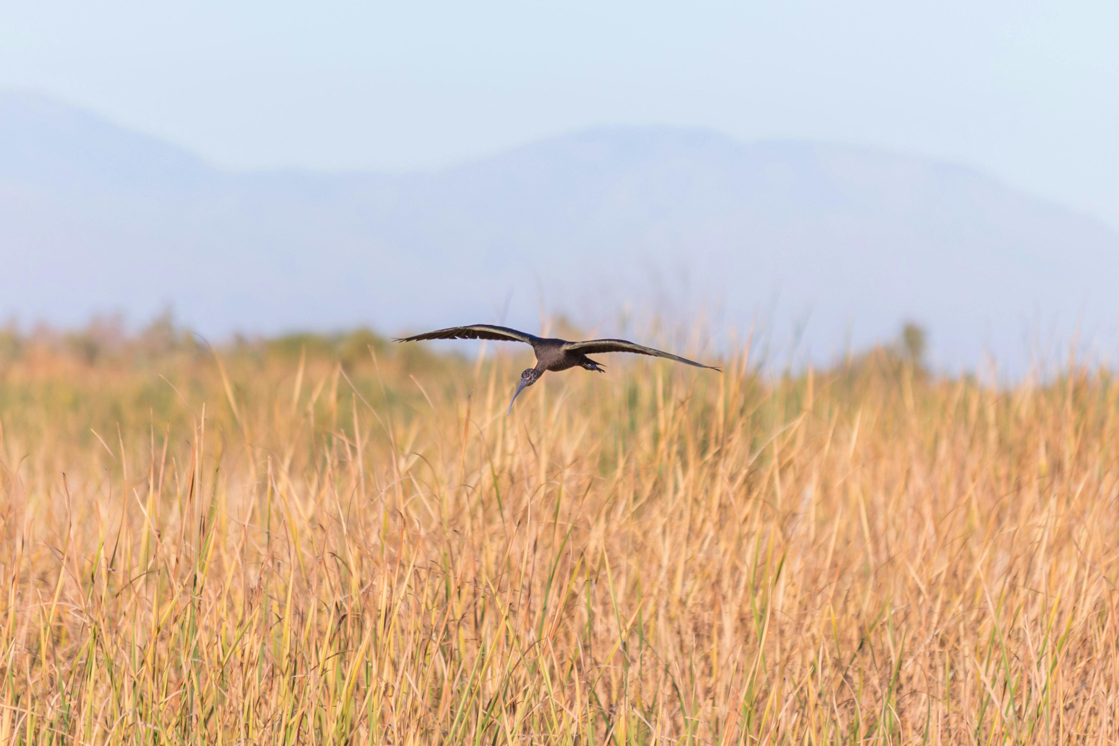 100+ Best Ibis Photos · 100% Free Download · Pexels Stock Photos