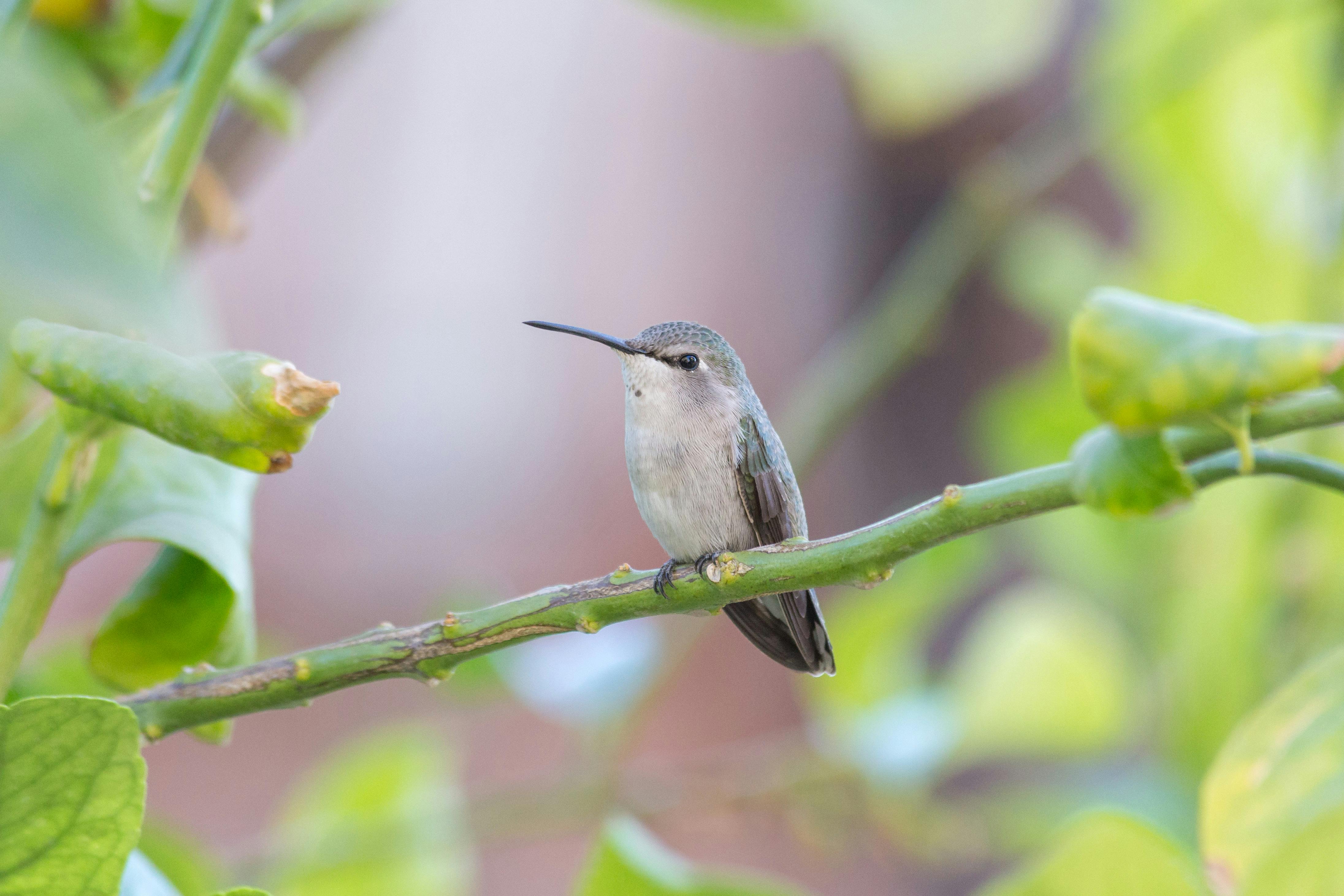 Close-Up Photo of Hummingbird · Free Stock Photo