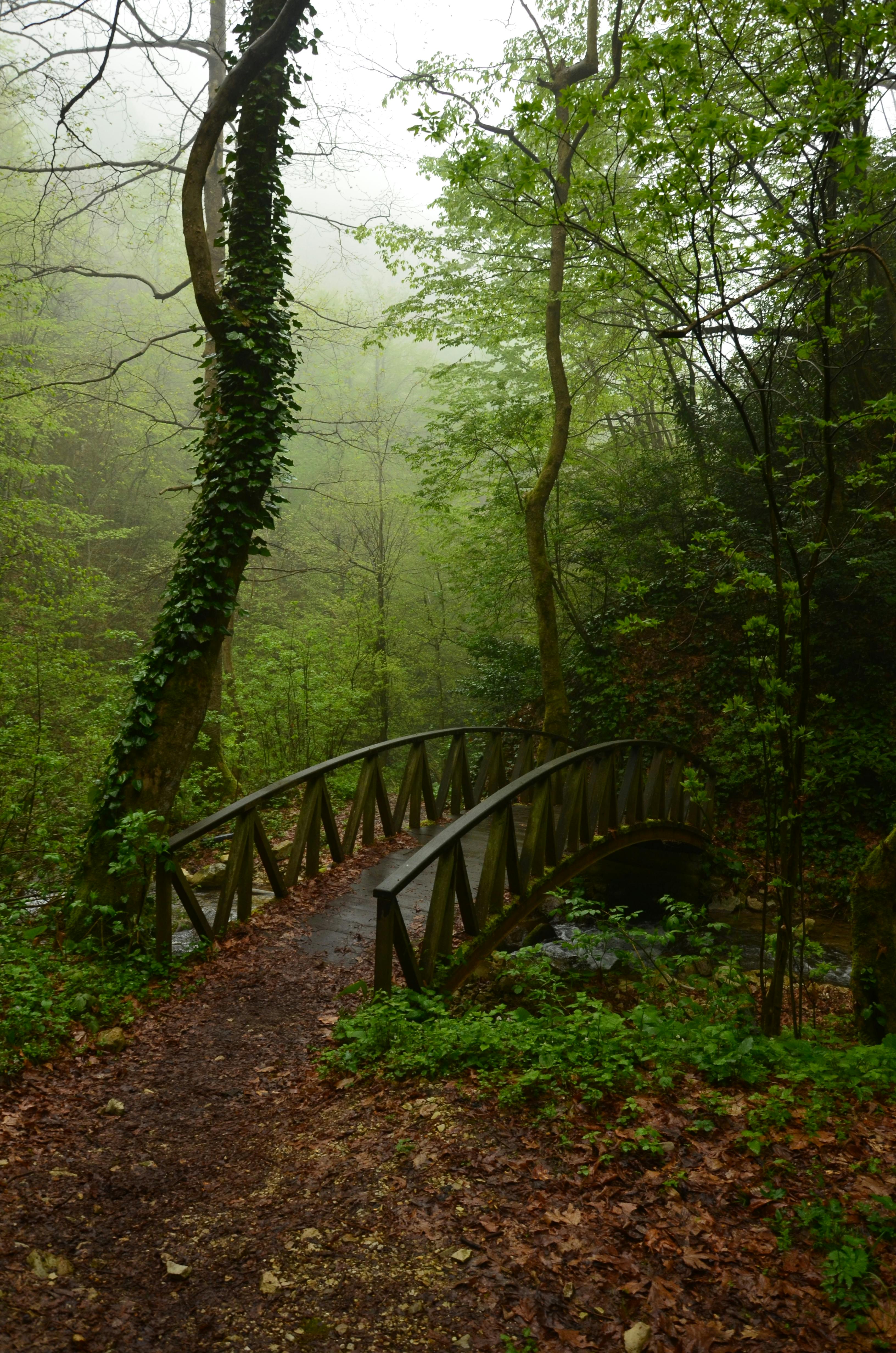 A Wooden Bridge in the Forest · Free Stock Photo