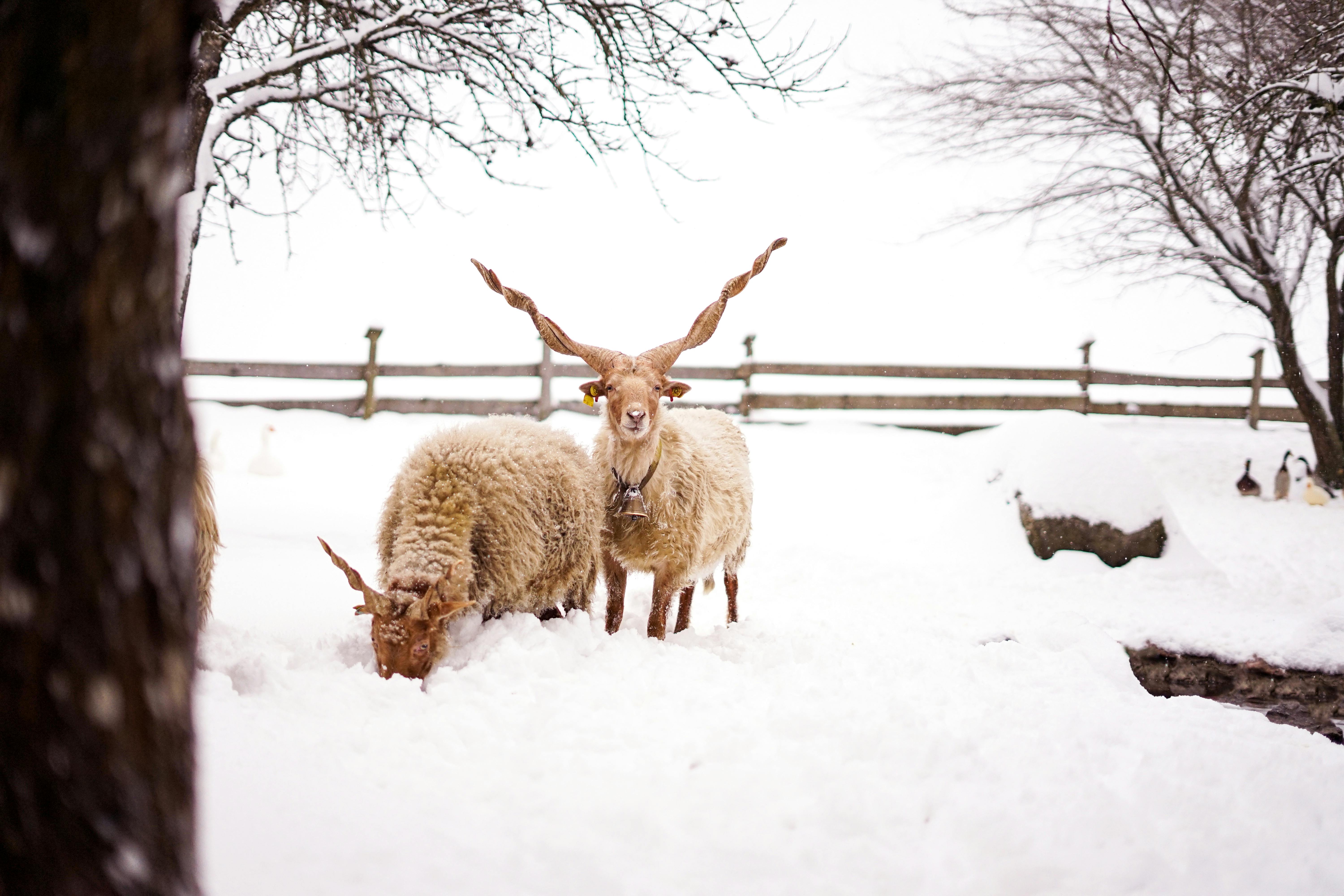 Racka Sheep on Snow Covered Ground · Free Stock Photo
