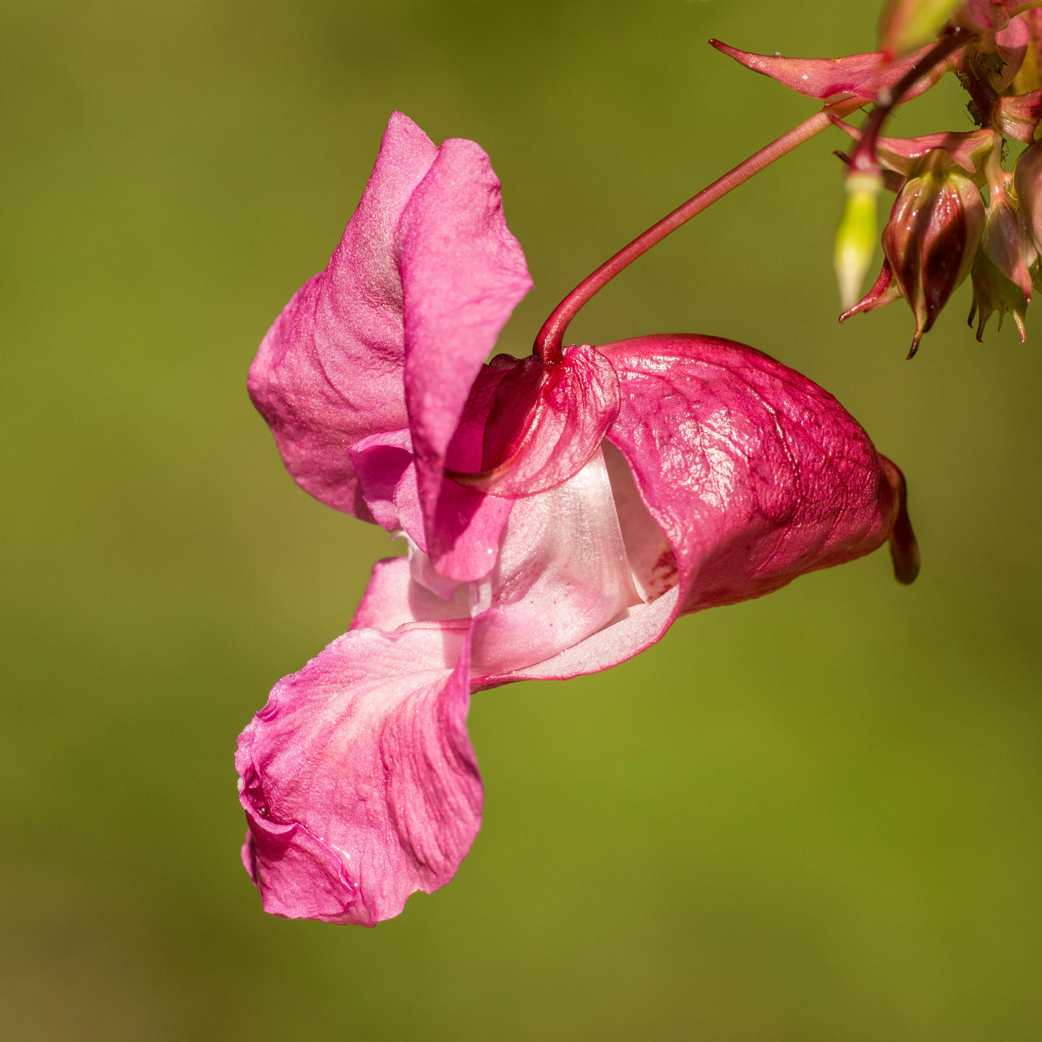 Pink Flower in Close Up Photography · Free Stock Photo