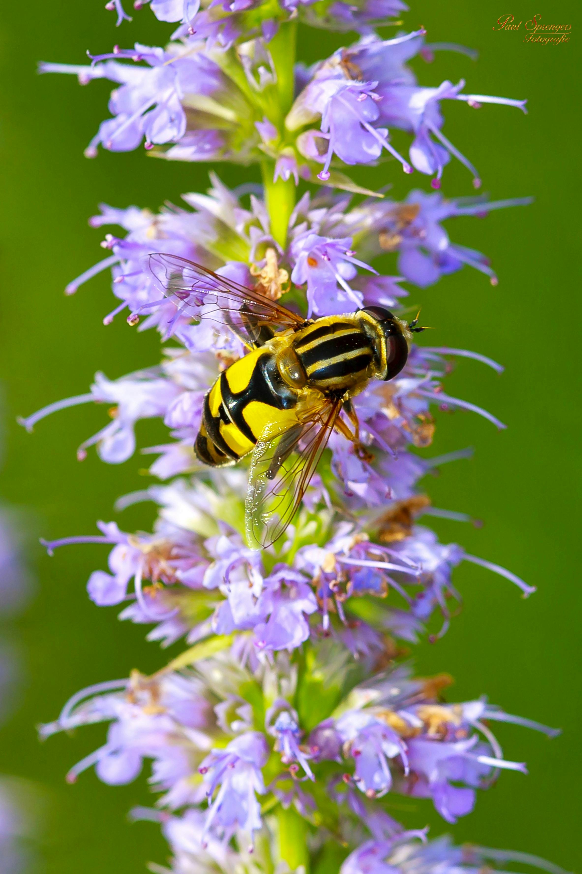 Macro Photography of Insect Perched On Flower · Free Stock Photo