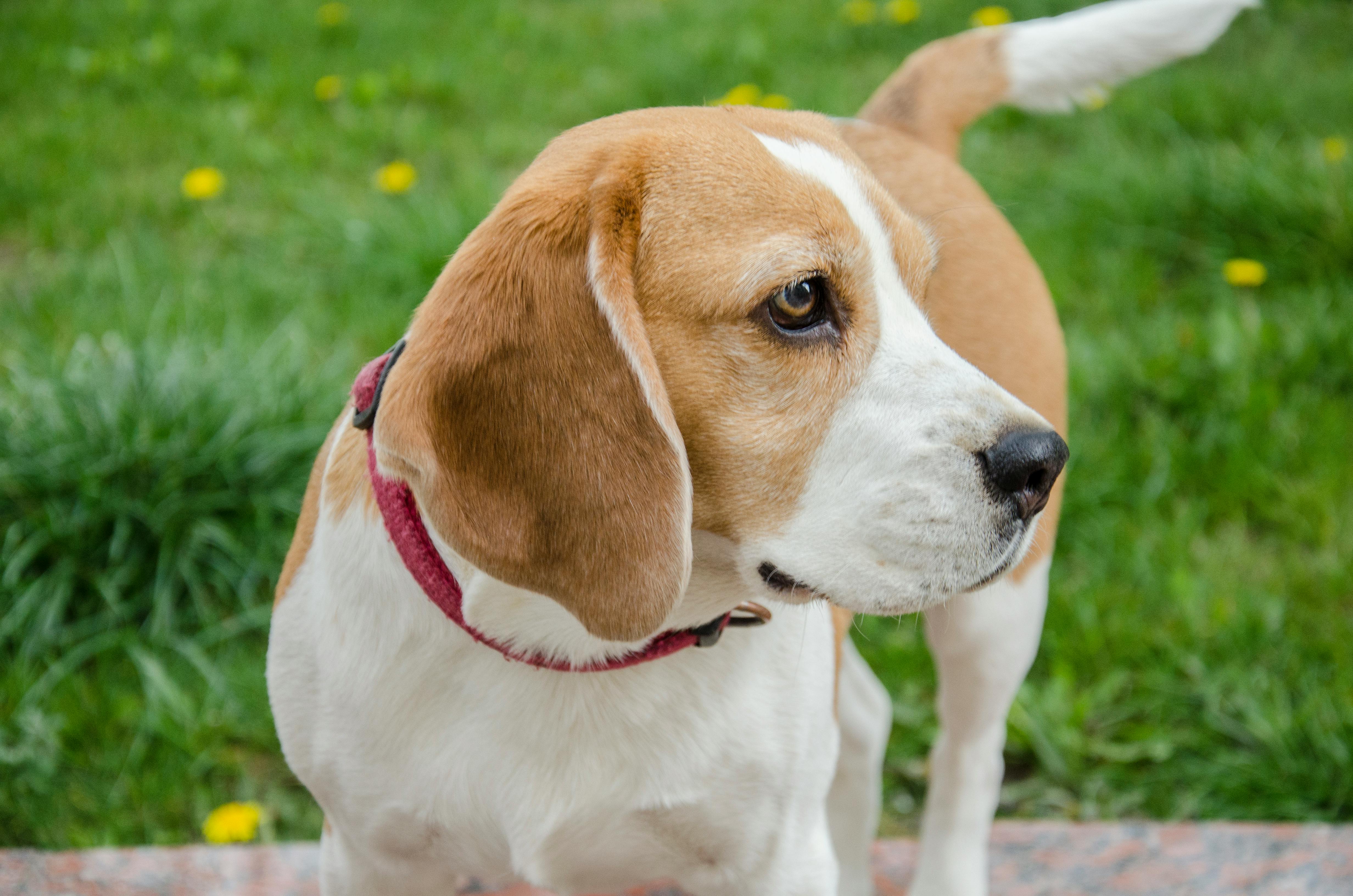 Close-up Photo of a Beagle · Free Stock Photo