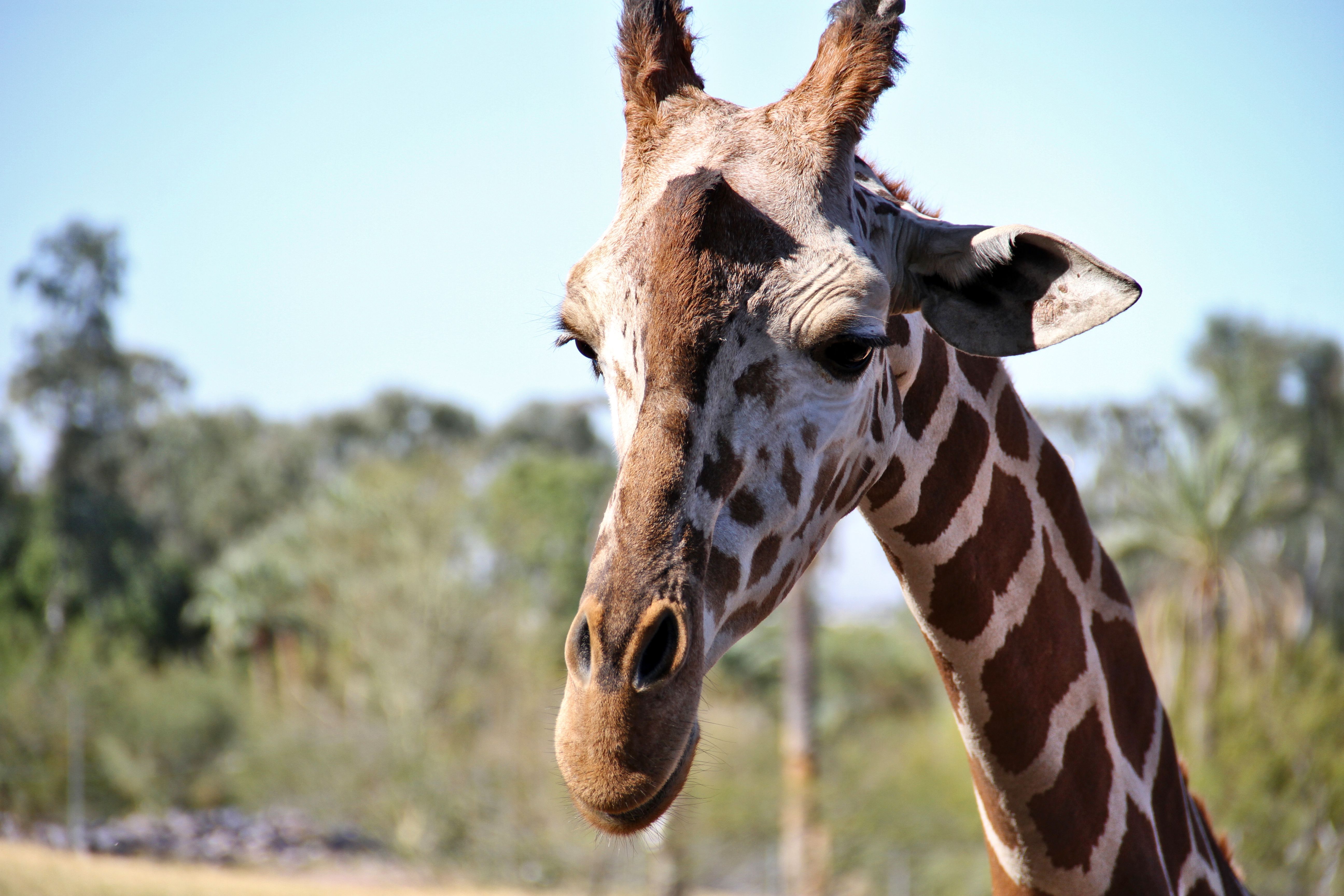 Close-Up Photography of Giraffe · Free Stock Photo