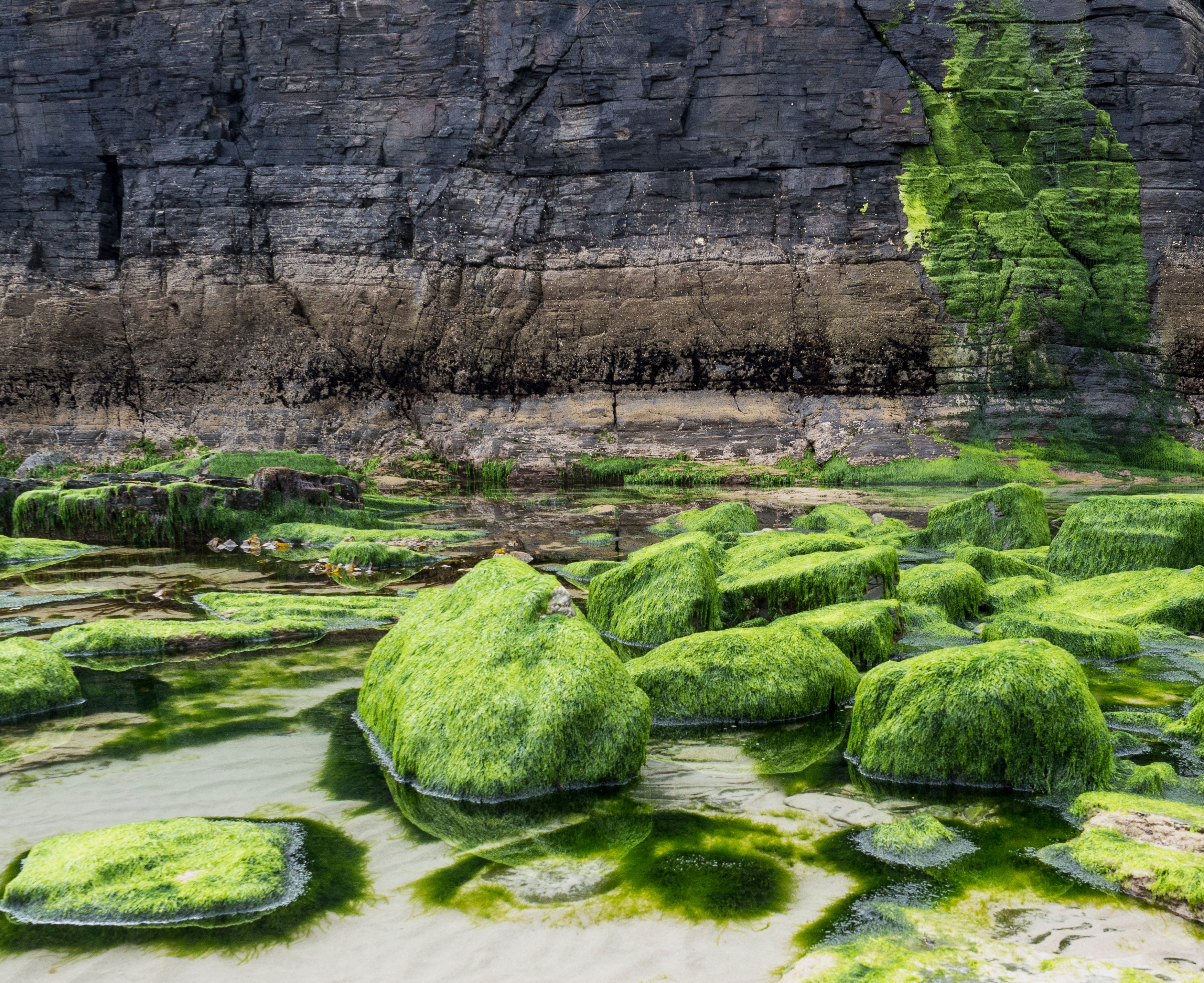 Mosses On Rocks
