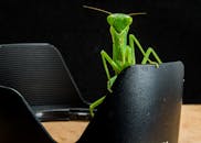 More 1930 Bug Synonyms. Similar words for Bug.