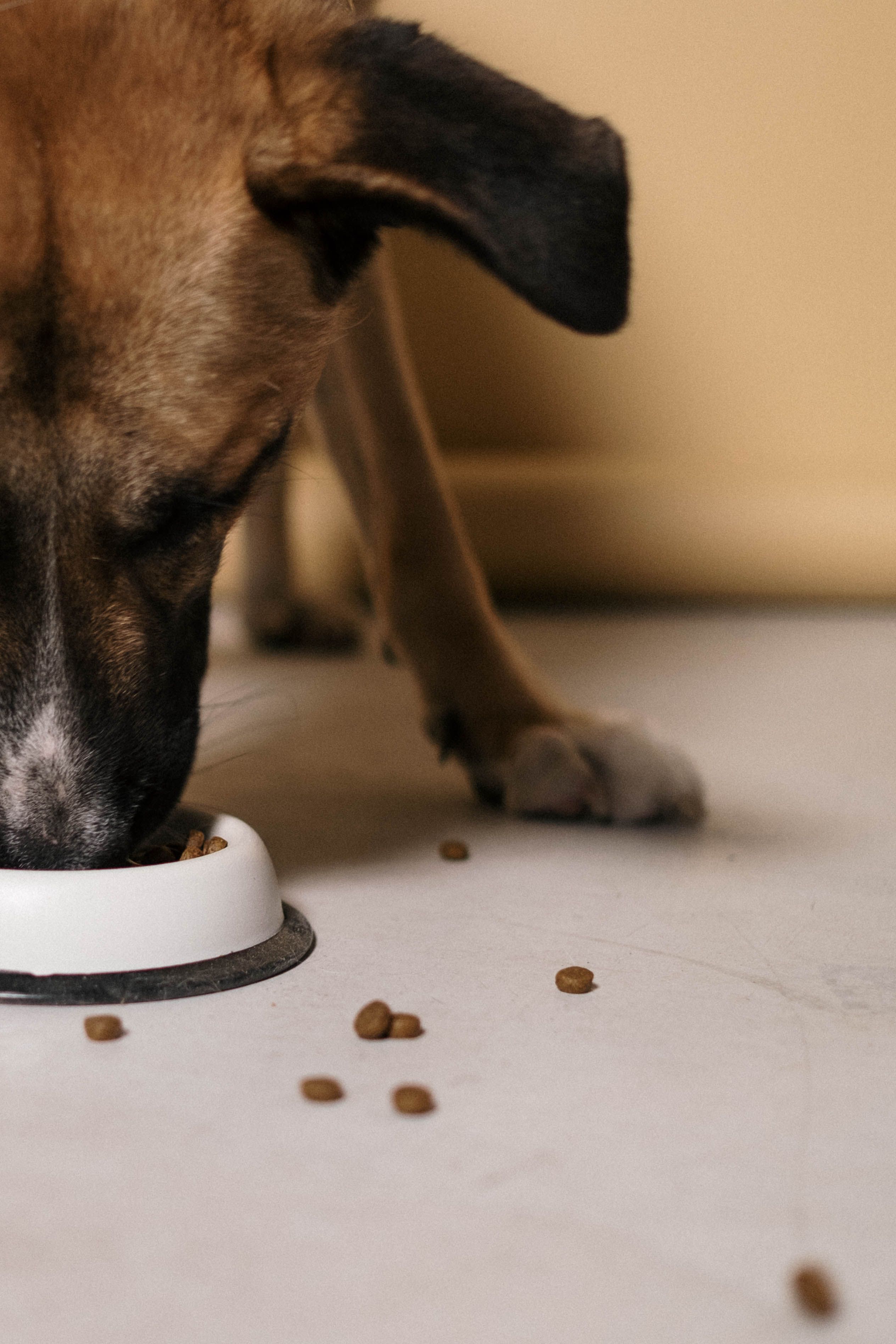 Dog Eating from a Bowl · Free Stock Photo
