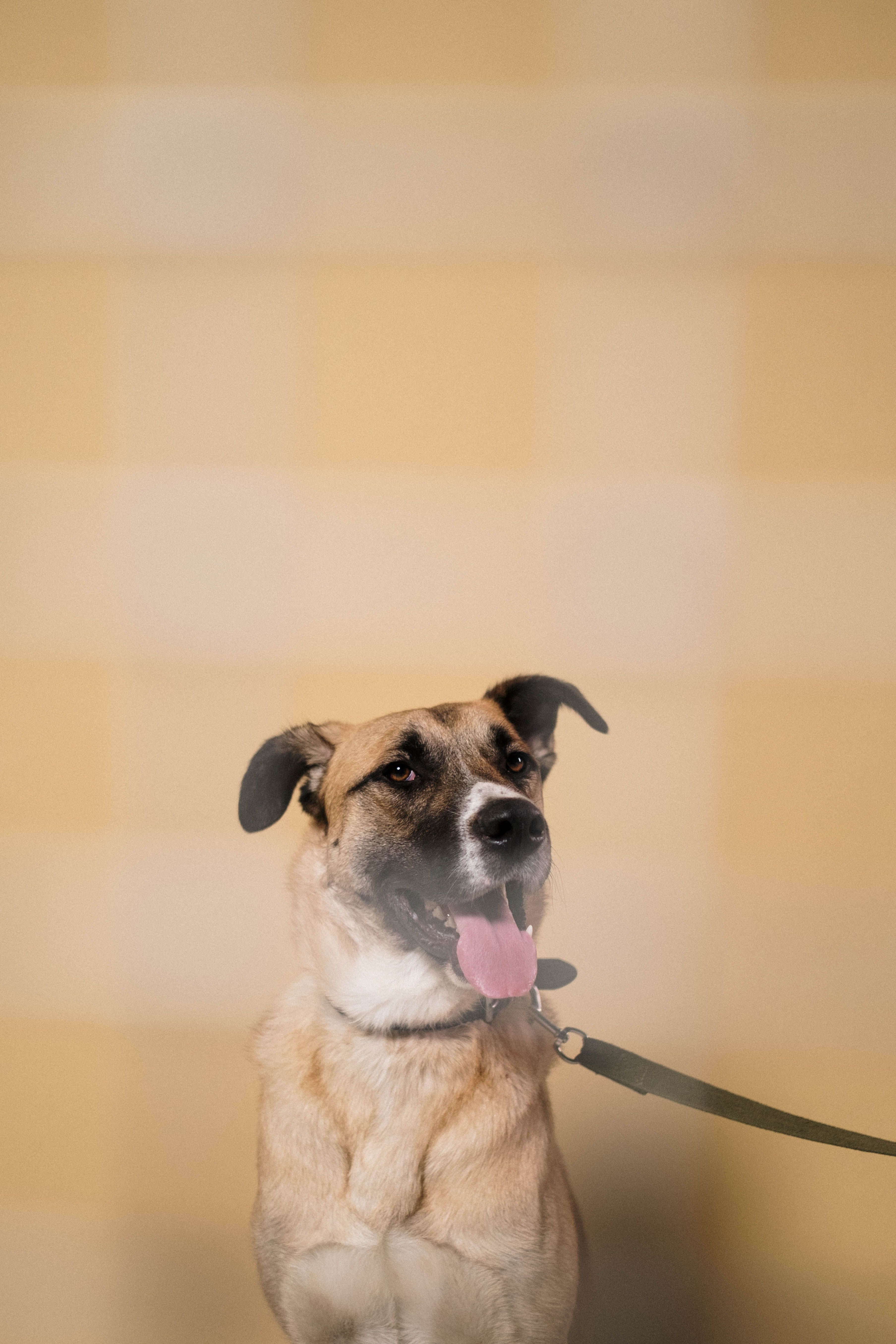 Small Shaggy Dog on the Walkway of the Market · Free Stock Photo
