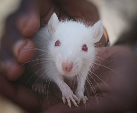 How Long Do Rats Live as Pets & Factors Affecting Lifespan
