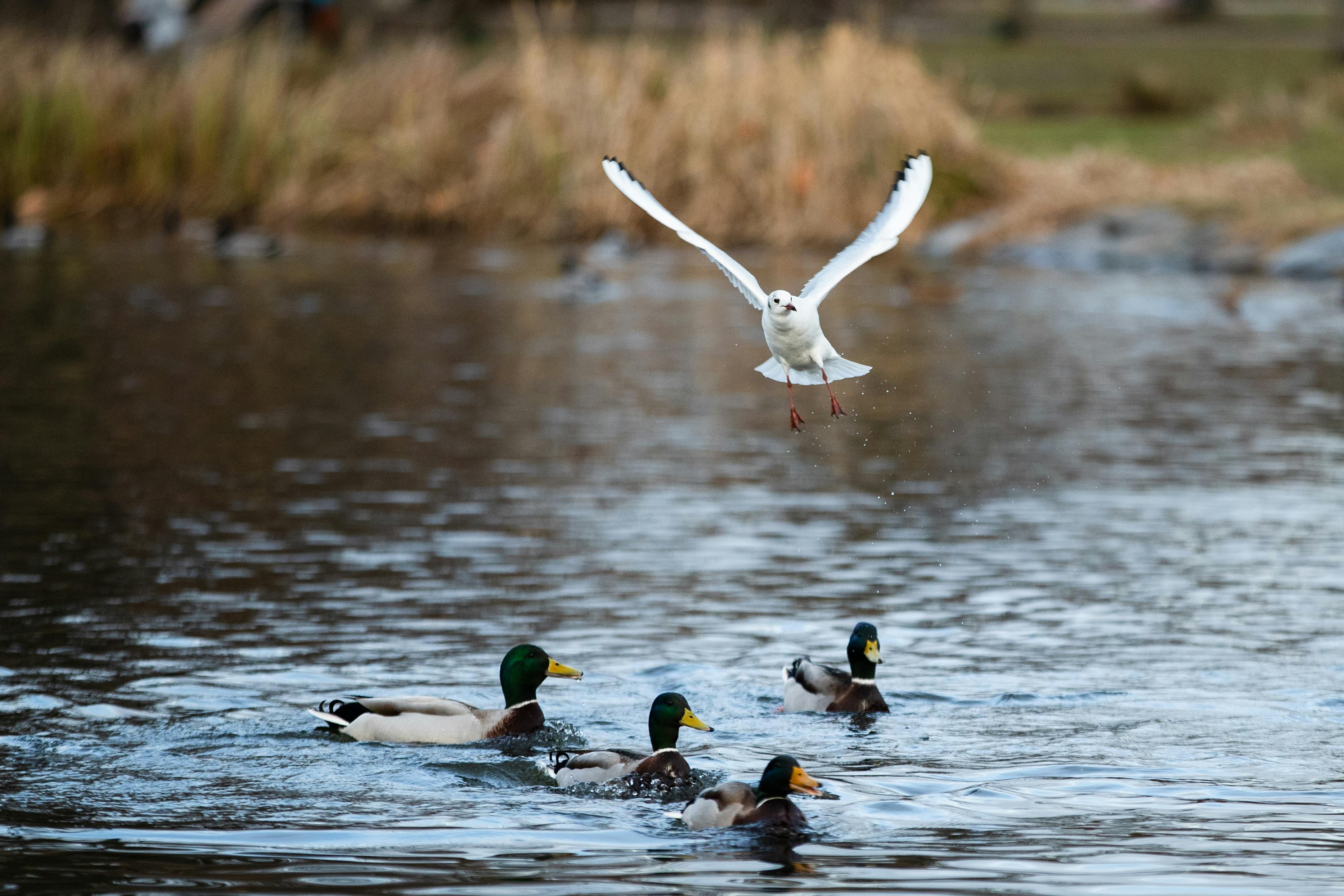 Gull flying over pond with swimming drakes · Free Stock Photo