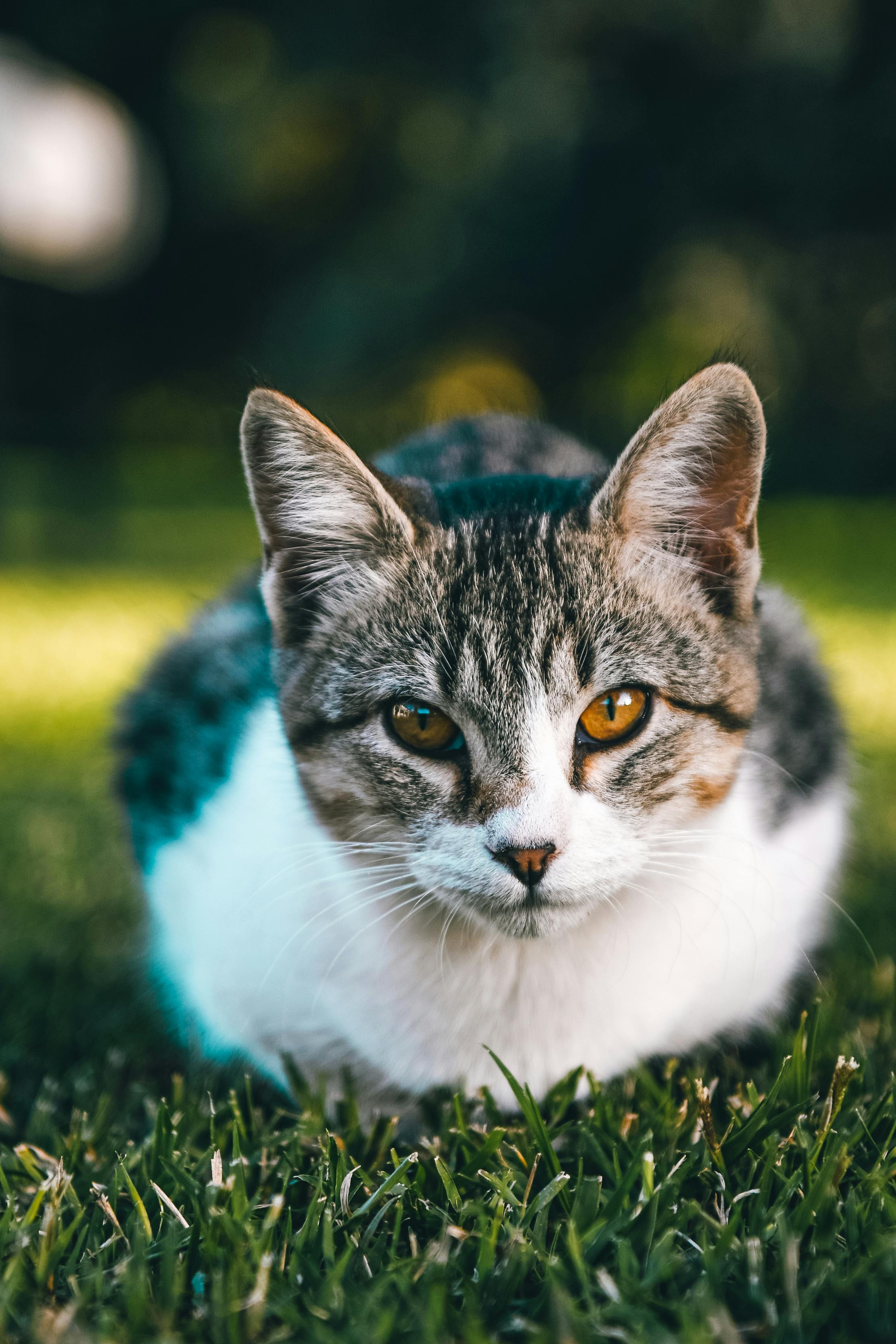 Team Kitten Photos, Download Free Team Kitten Stock Photos & HD Images