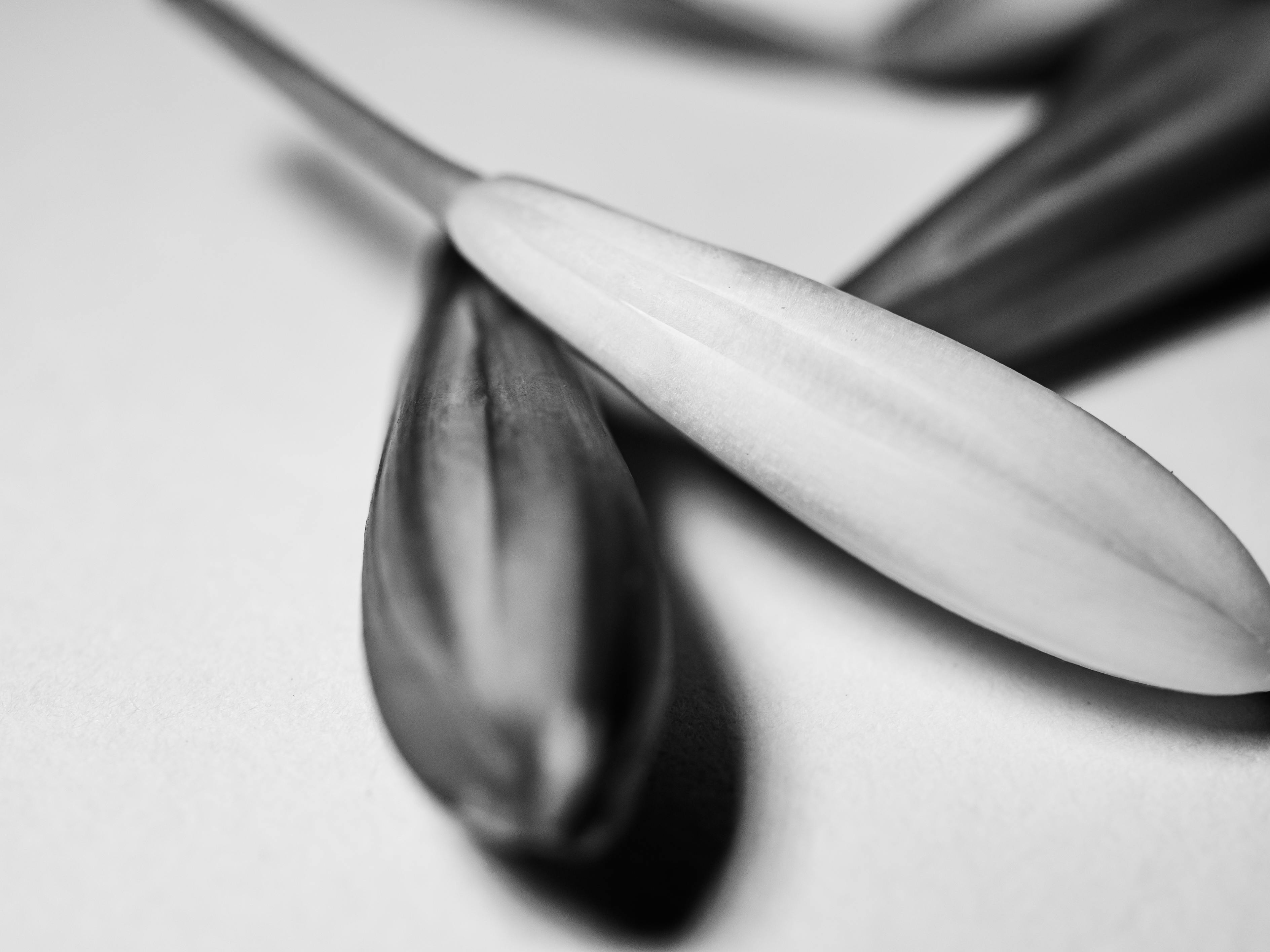 Grayscale Photo of a Tulip Flower Bud · Free Stock Photo