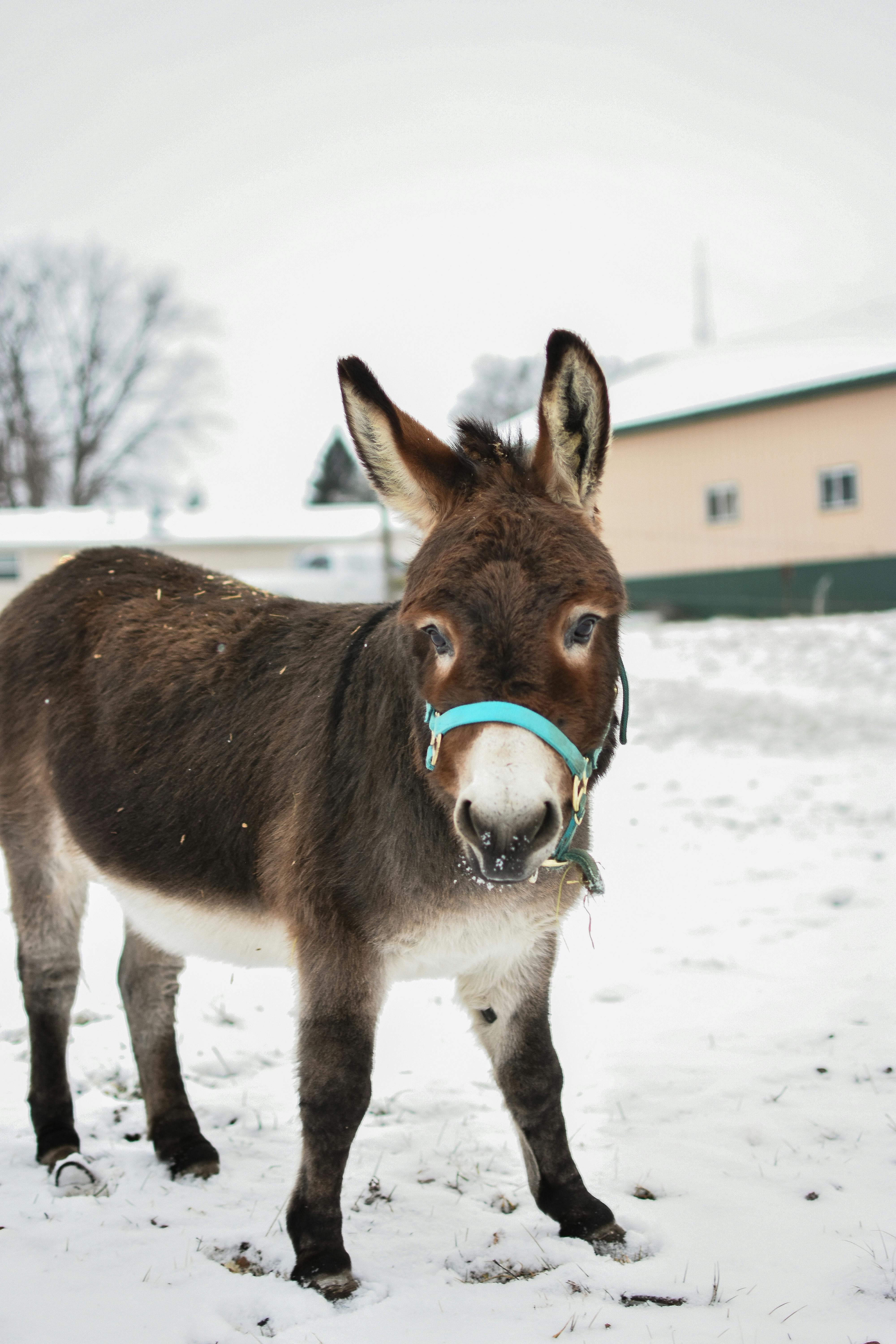 Black and White Donkey on Snow Covered Ground · Free Stock Photo