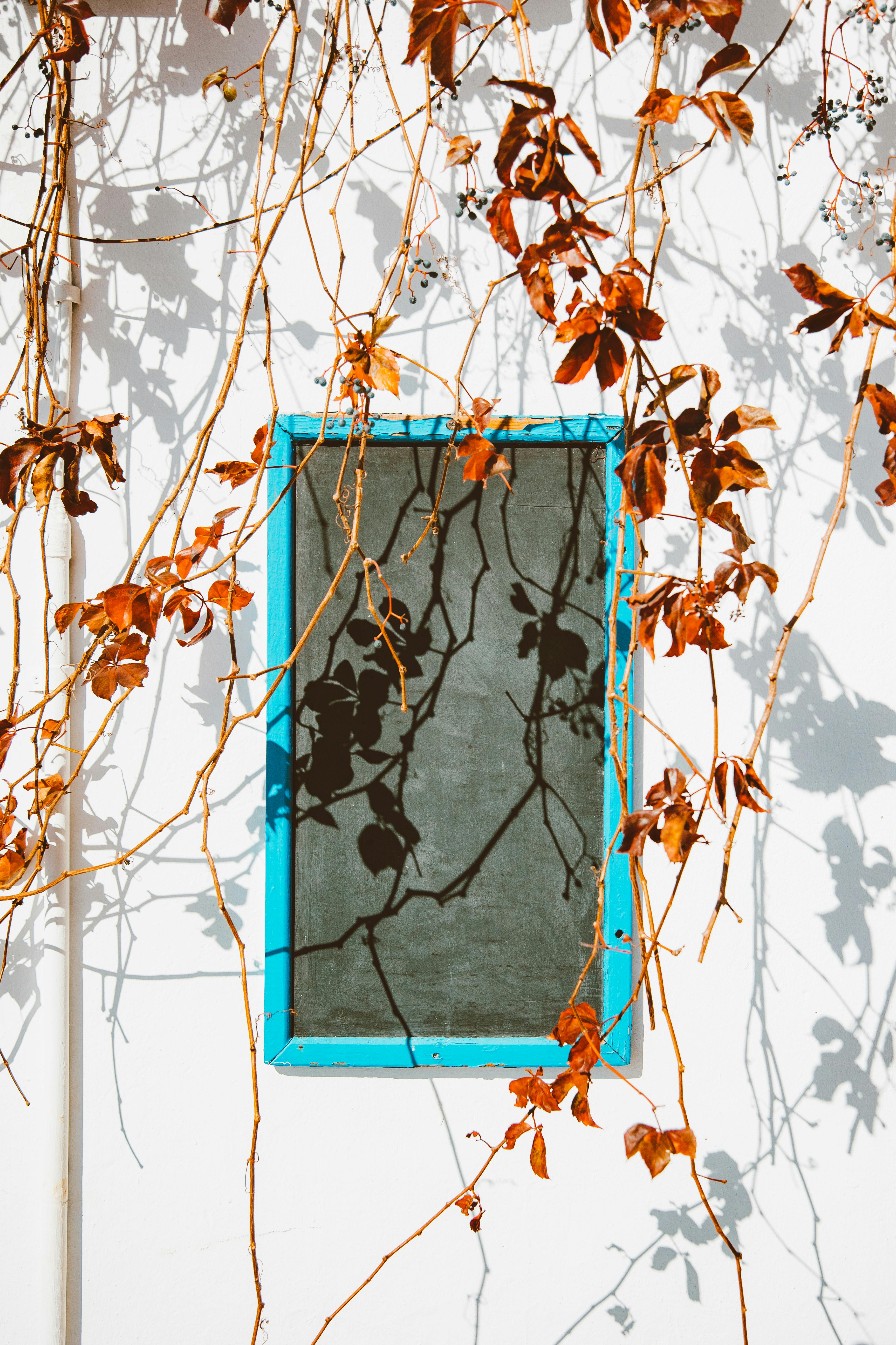 Building Branches Photos, Download The BEST Free Building Branches ...