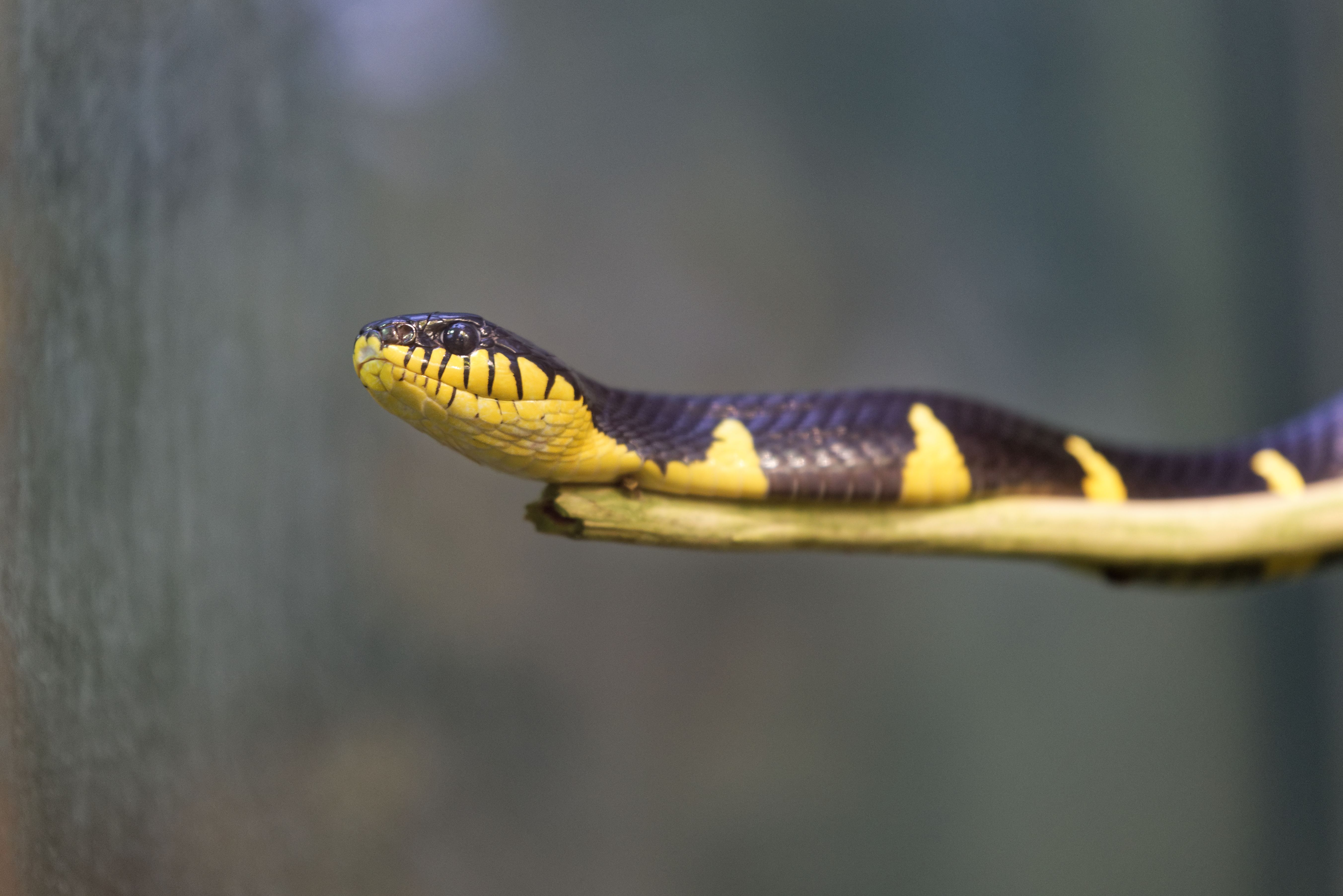 Close-up of a Mangrove Snake · Free Stock Photo