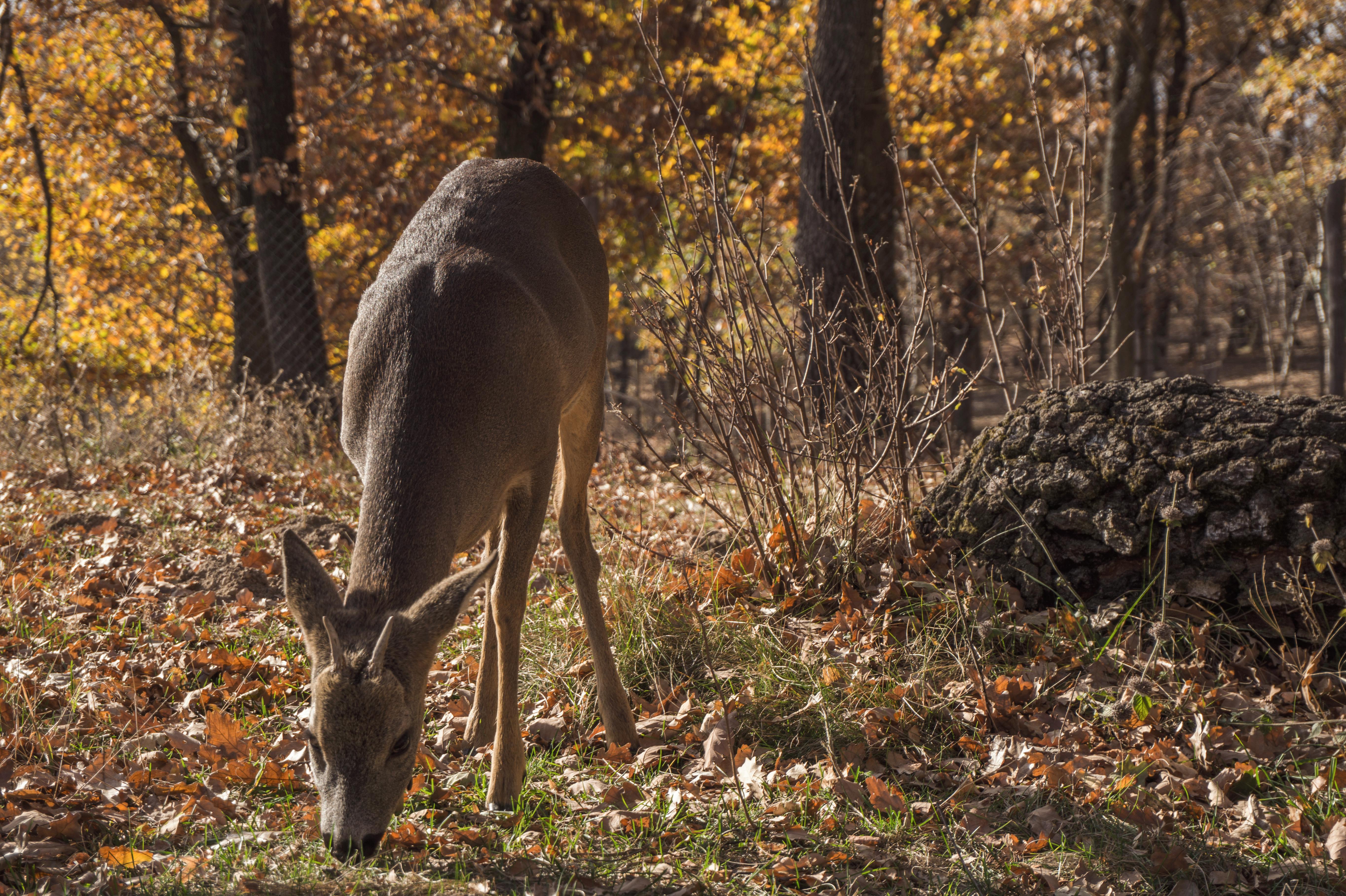 White Roe Deer in the Forest · Free Stock Photo