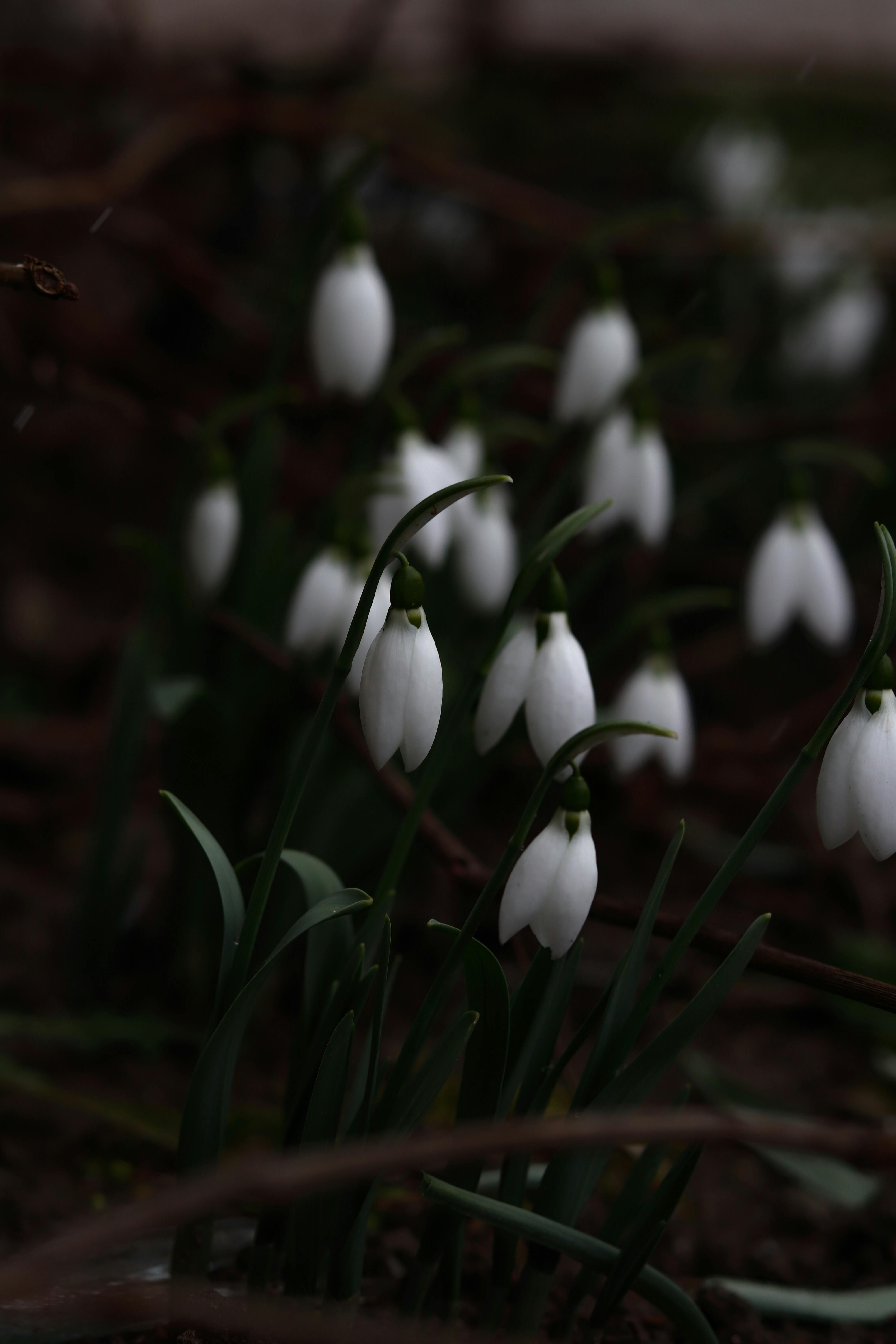 Snowdrop Flower Wallpaper
