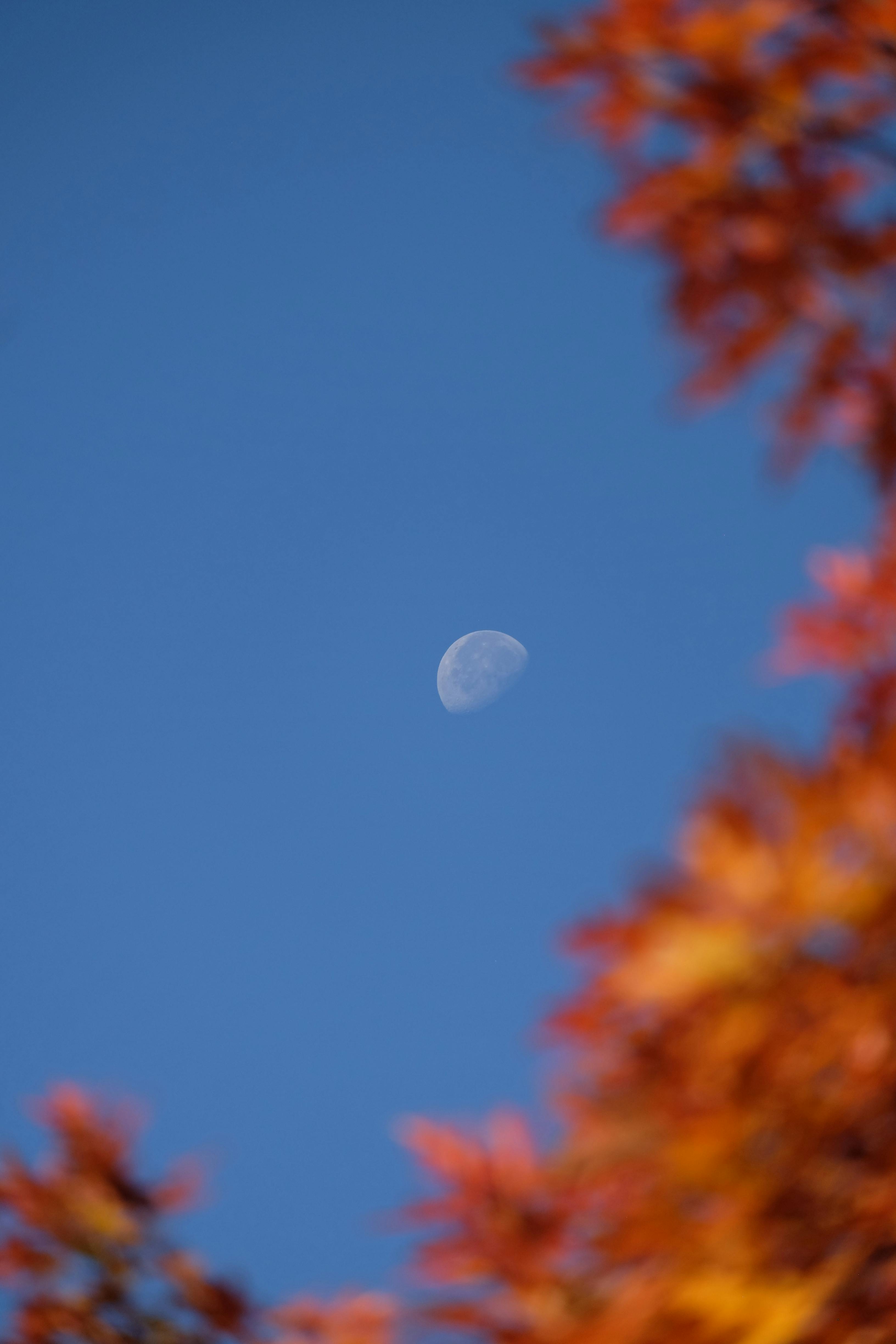 60,000+ Best Autumn Moon Photos · 100% Free Download · Pexels Stock Photos
