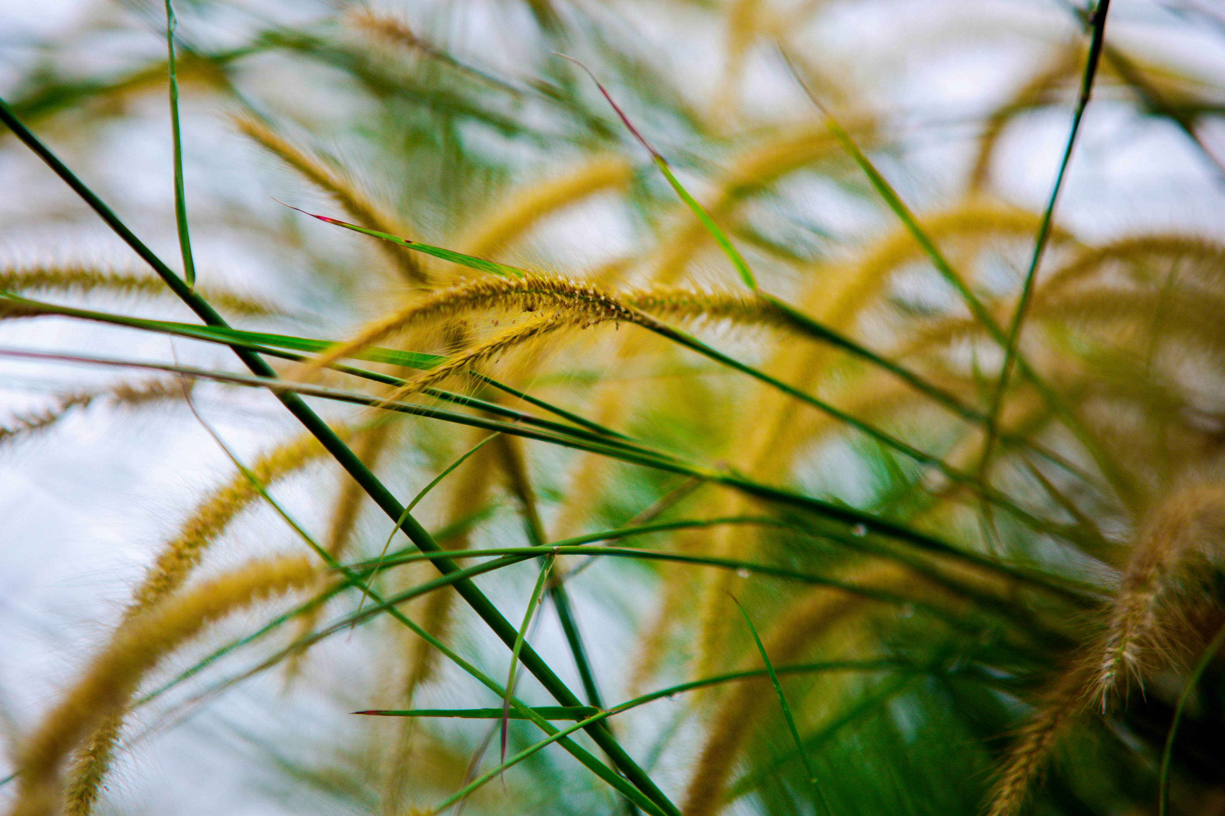 Long Green Grass Photos, Download The BEST Free Long Green Grass Stock ...