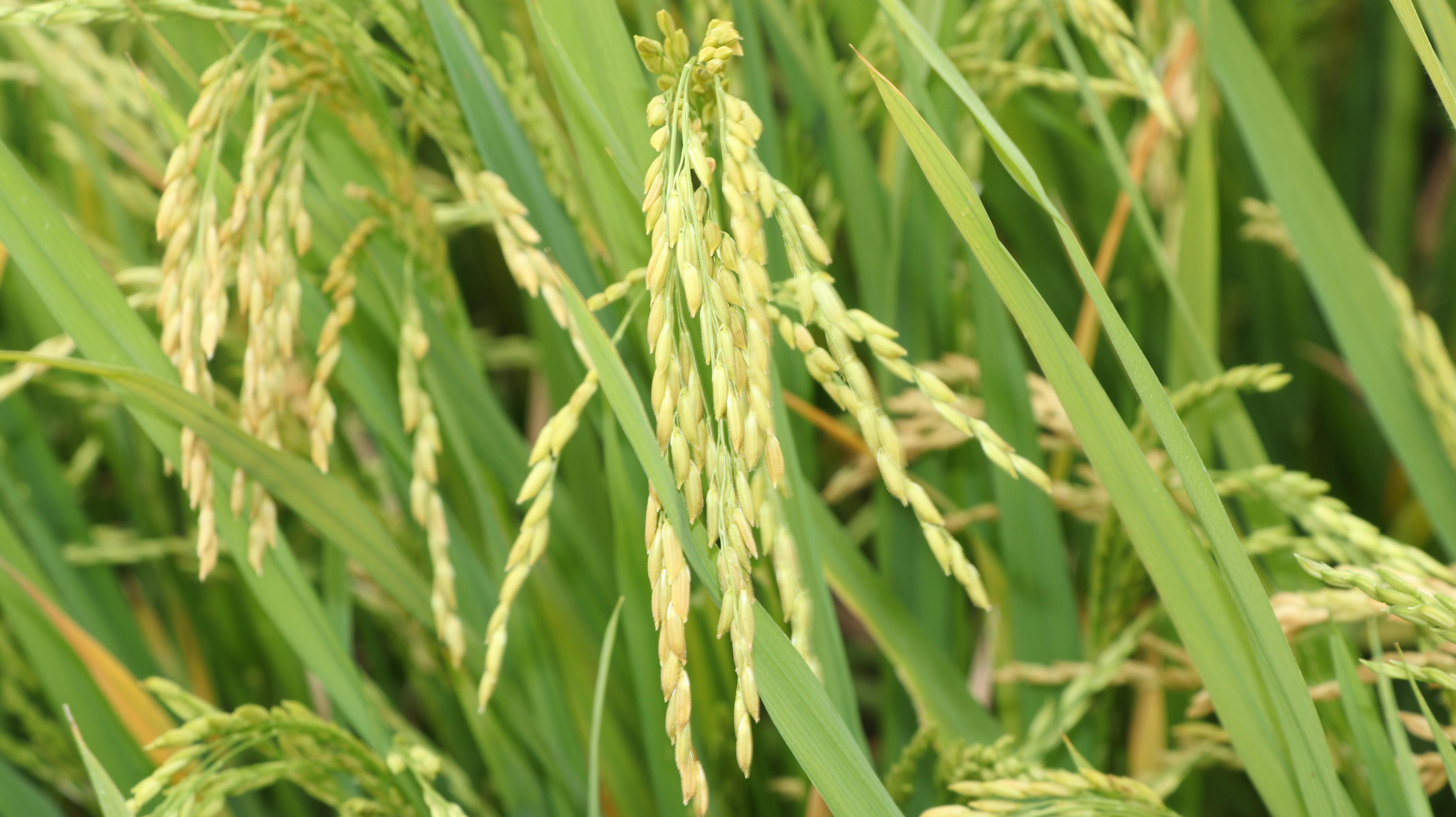 Free stock photo of paddy crop duration, paddy crop meaning, Paddy ...