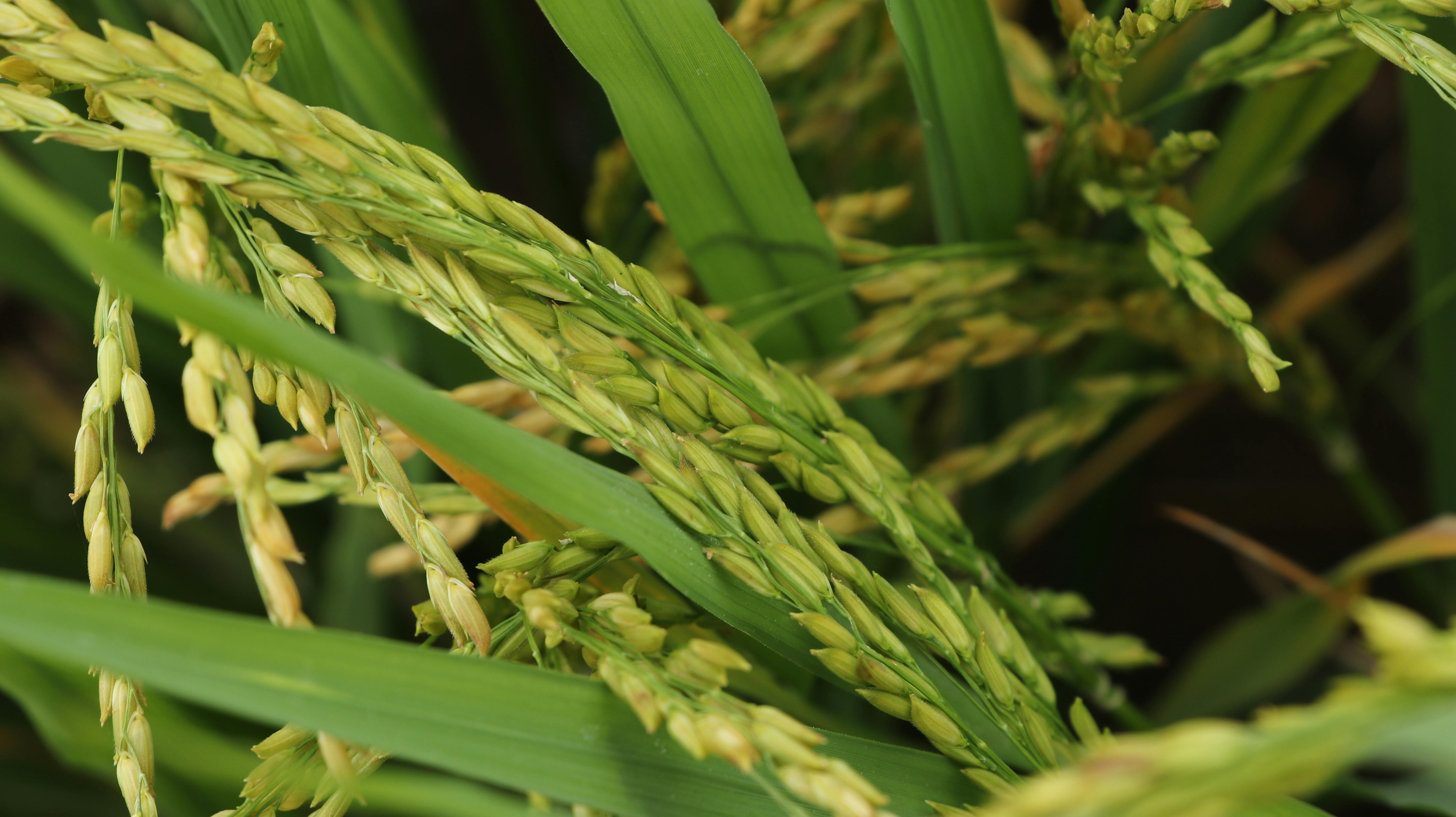 Free stock photo of paddy crop duration, paddy crop meaning, Paddy ...