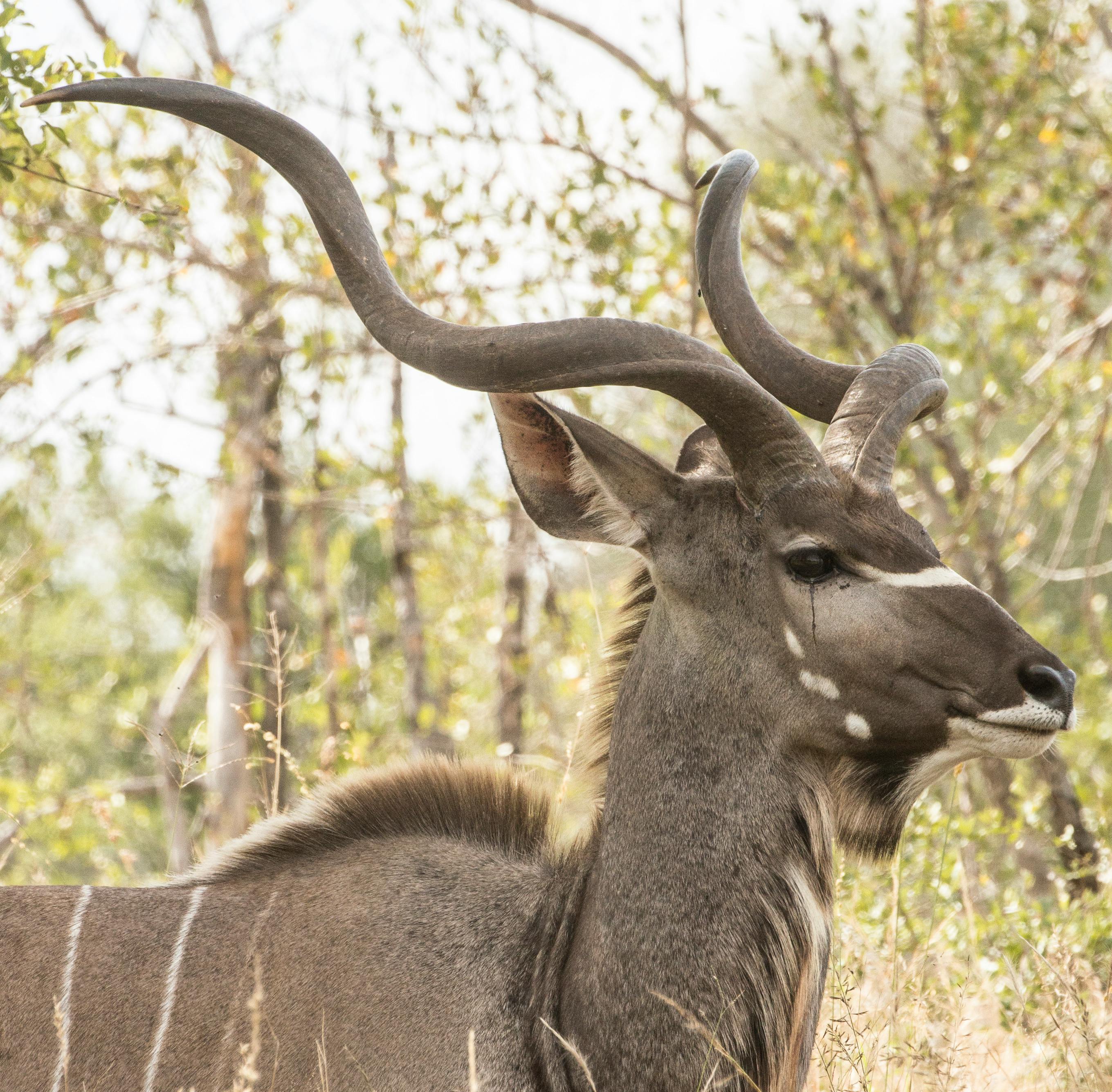Kudu Photos, Download The BEST Free Kudu Stock Photos & HD Images