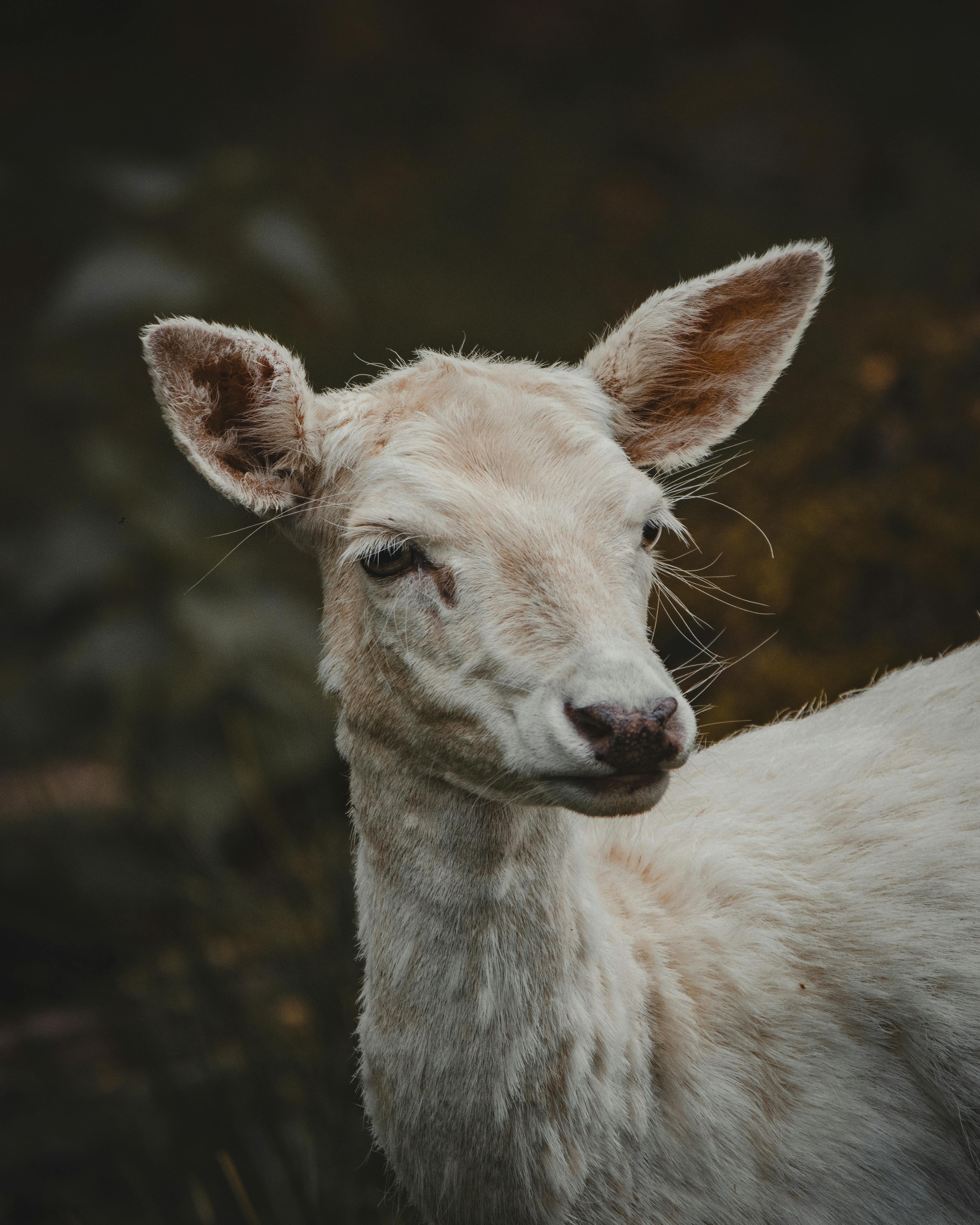 4k Wallpaper Deer Head Photos, Download The BEST Free 4k Wallpaper Deer ...