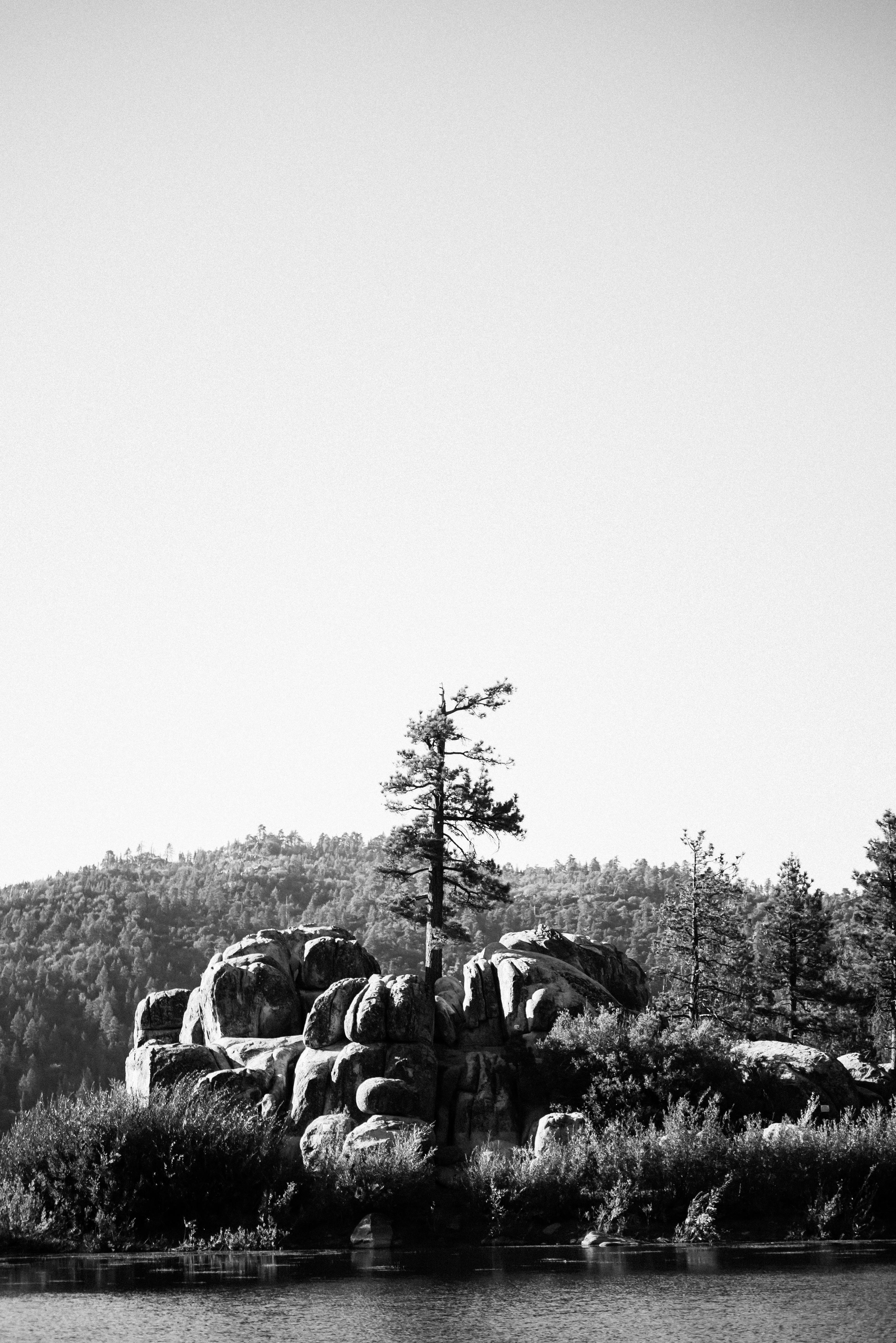 Stack of Big Stones Surrounding a Tree · Free Stock Photo