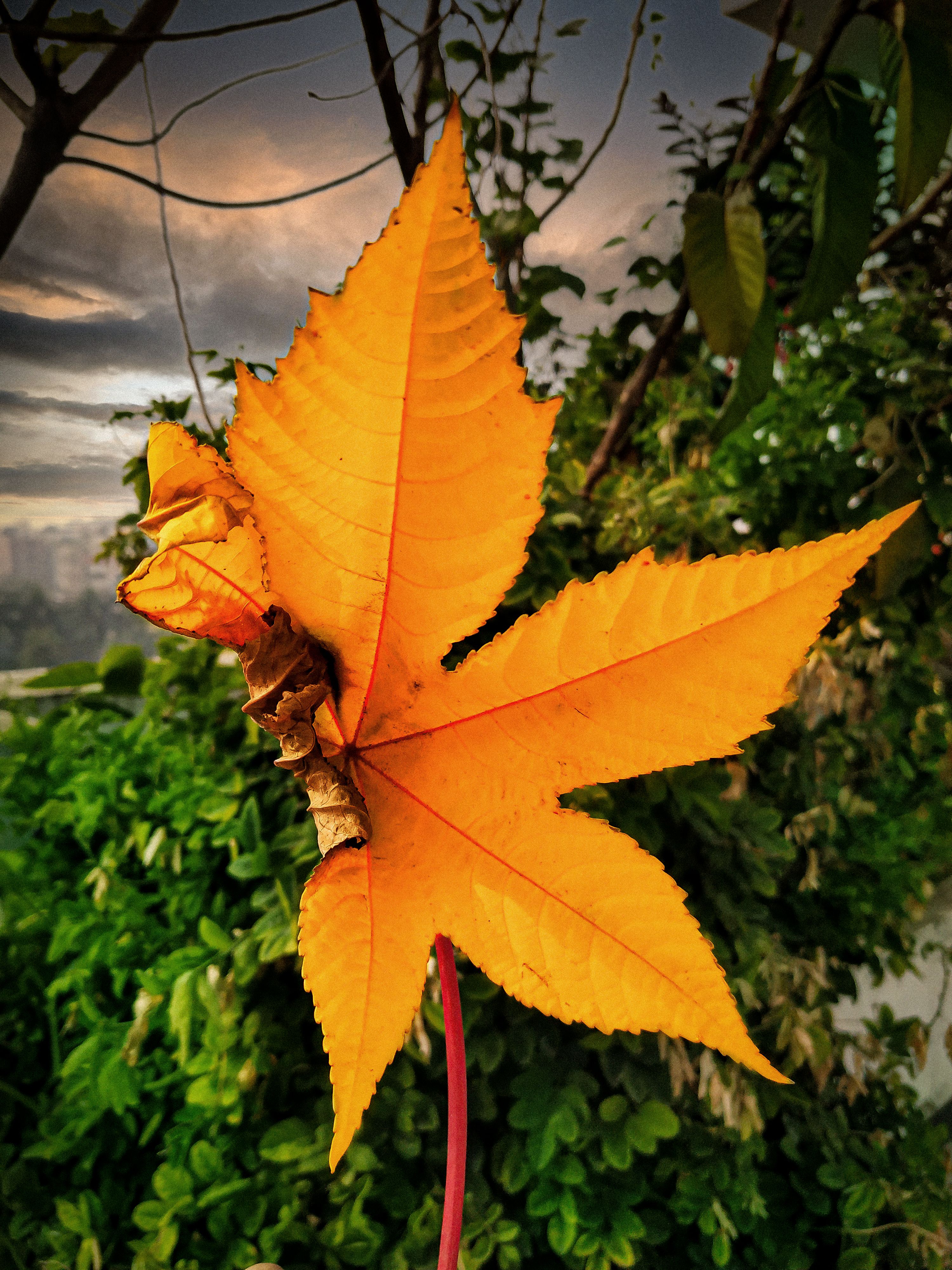 Free stock photo of dramatic, flower, nature