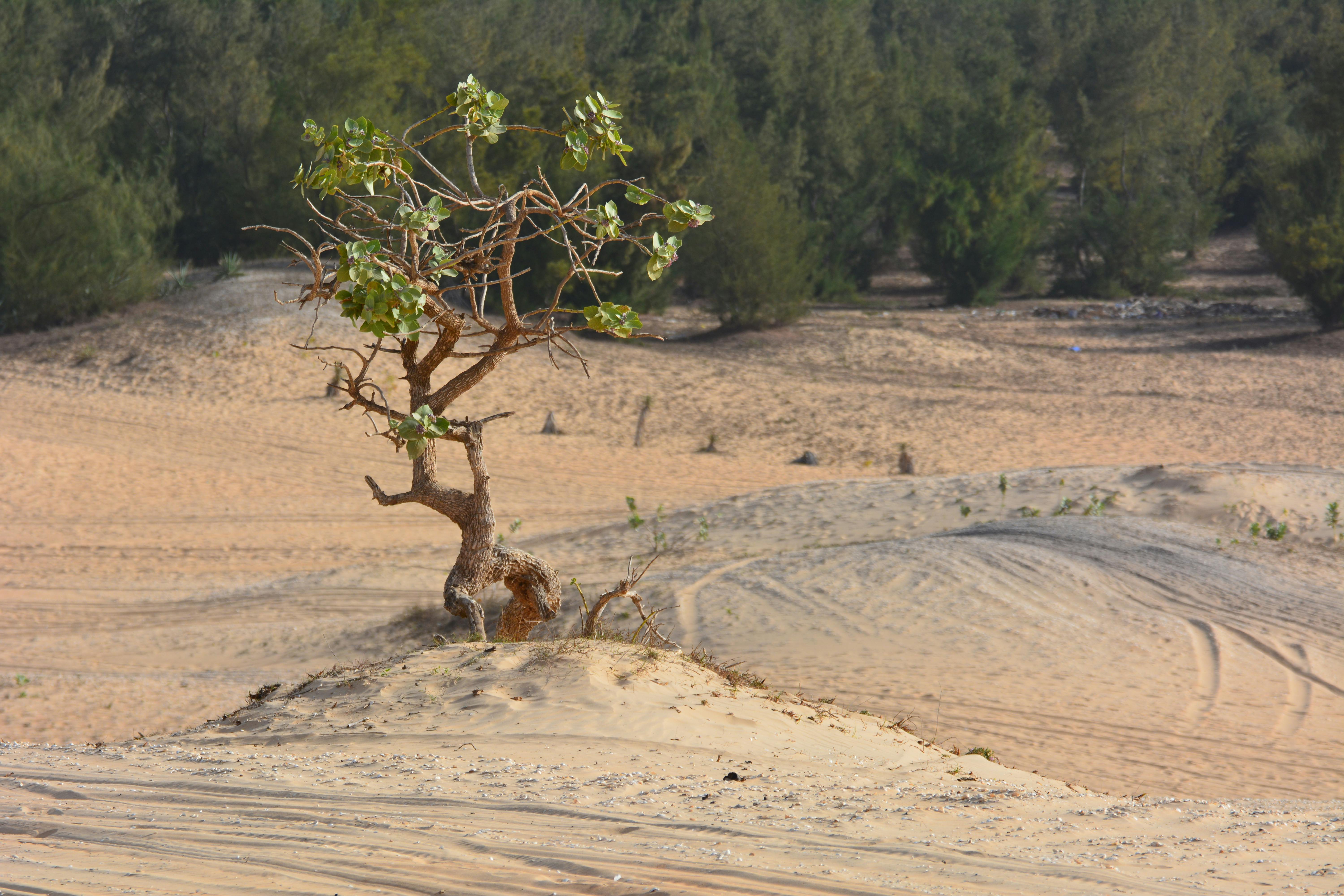 Tree on Sand · Free Stock Photo