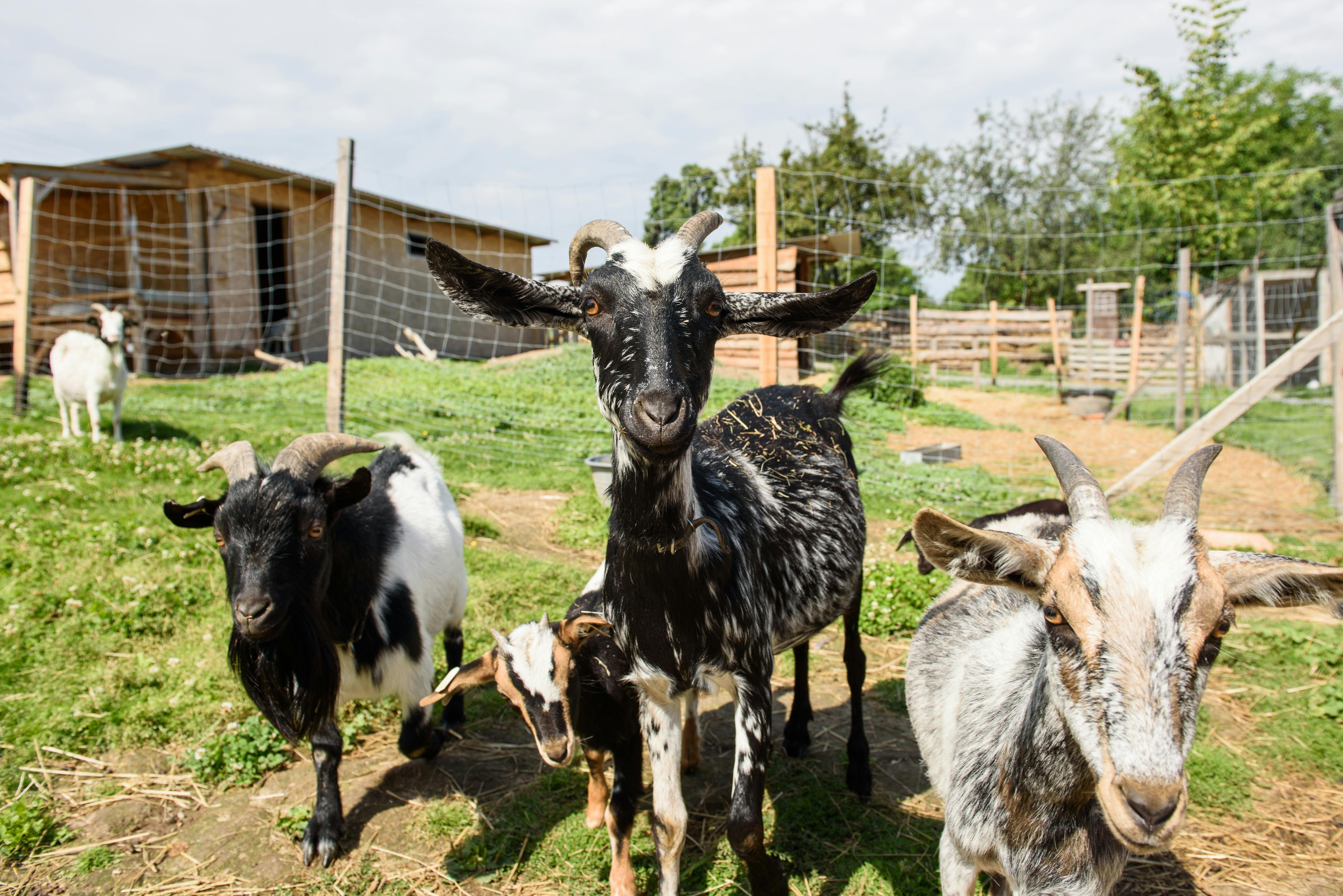 Two White Goats Standing on a Foggy Pasture · Free Stock Photo