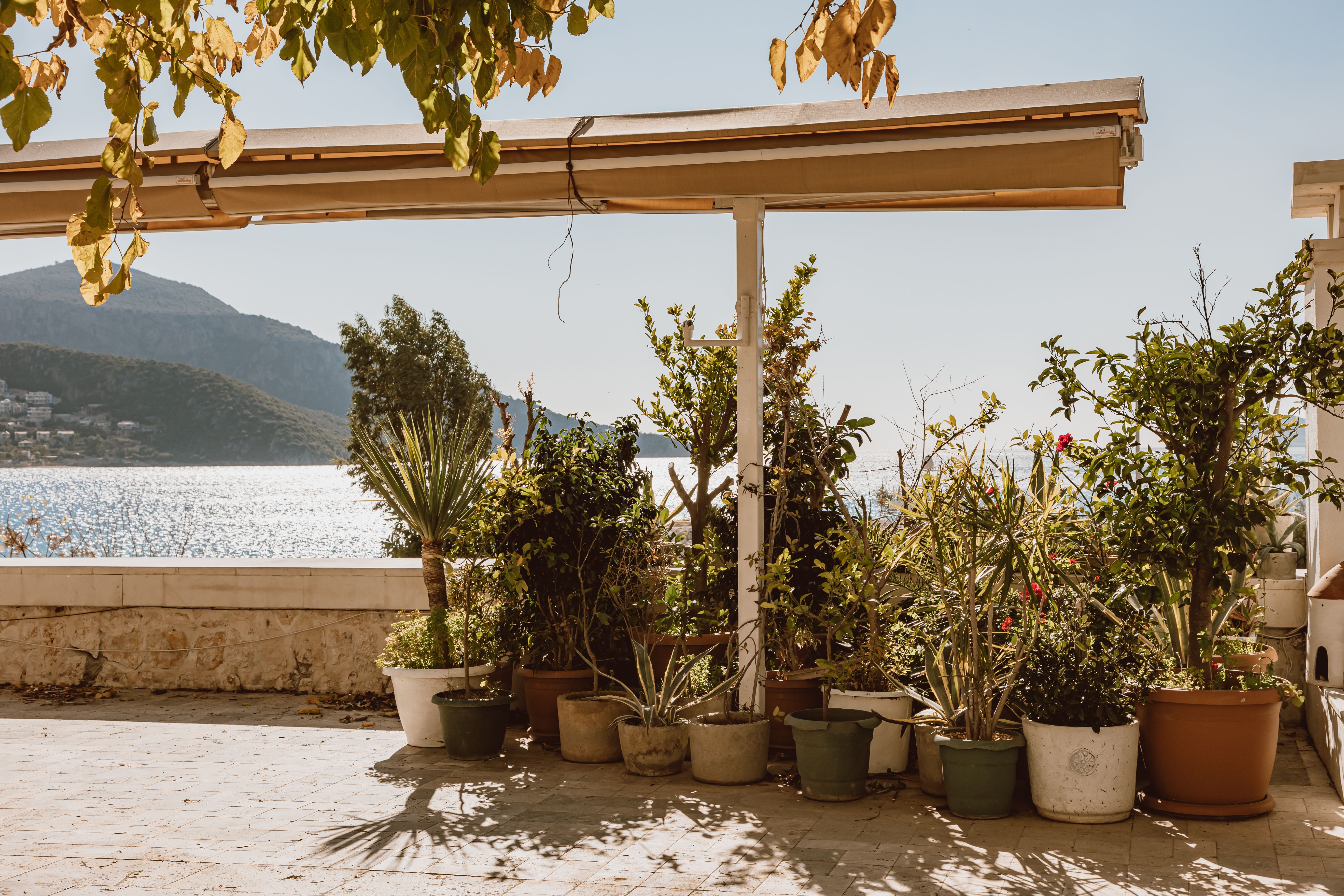 Potted Plants on a Terrace over a Sea · Free Stock Photo