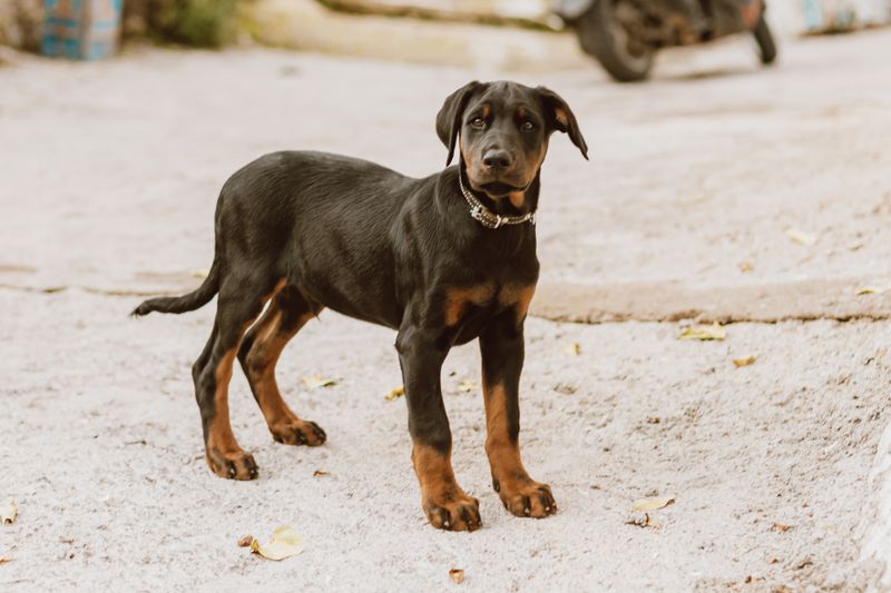Doberman Military Dogs: Valor and Loyalty on the Battlefield