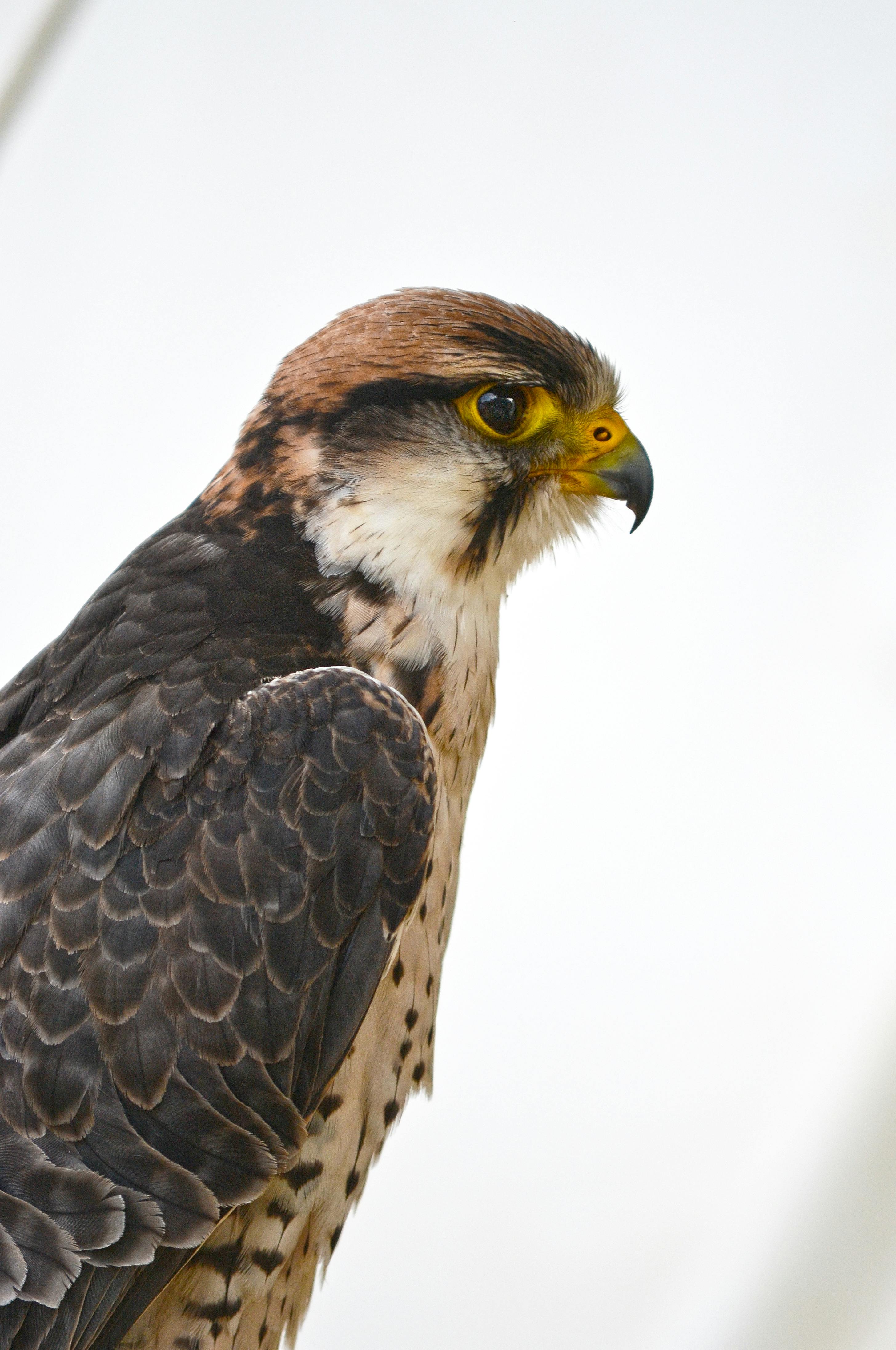 A Close-Up Shot of a Lanner Falcon · Free Stock Photo