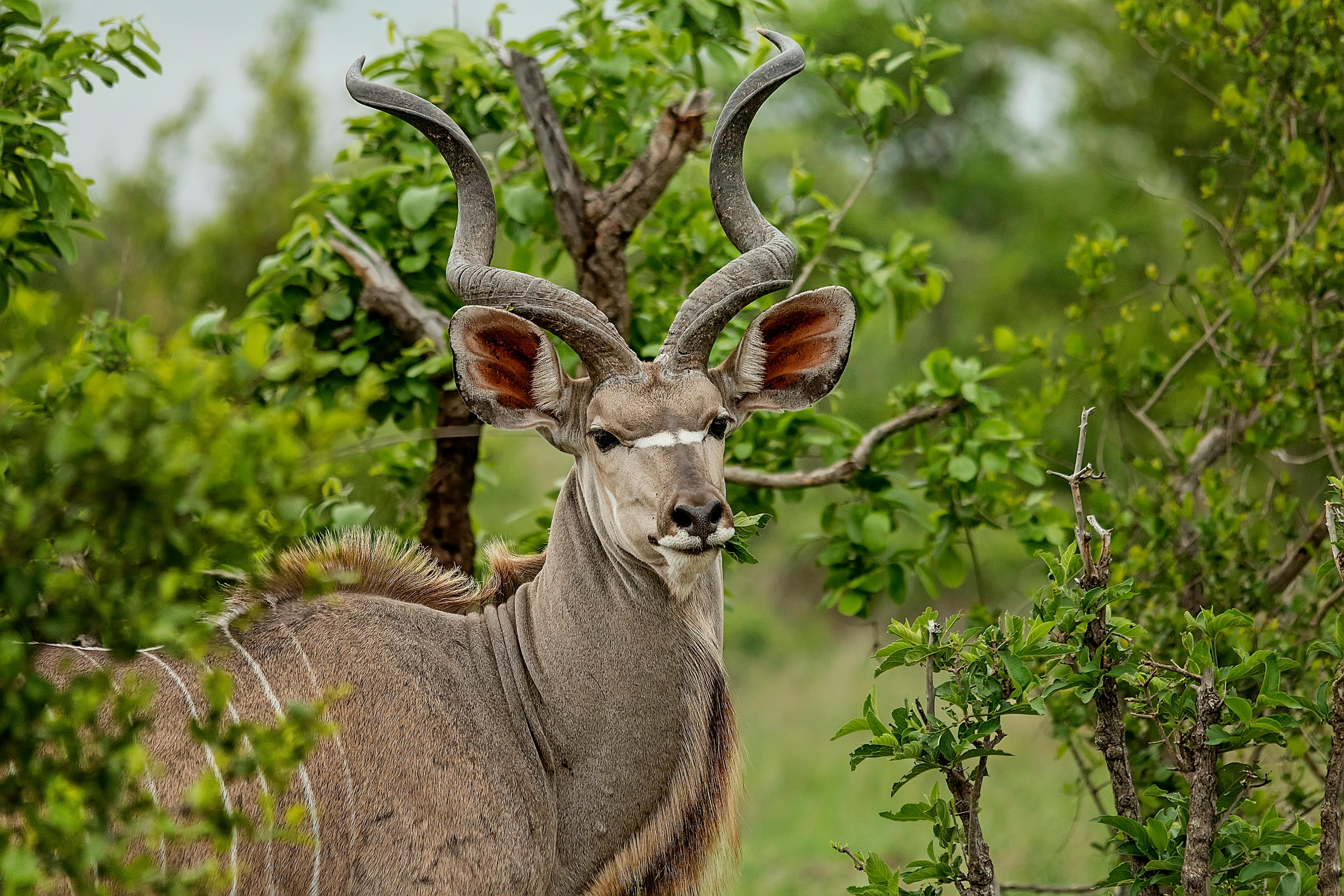 A Close-Up Shot of a Kudu · Free Stock Photo