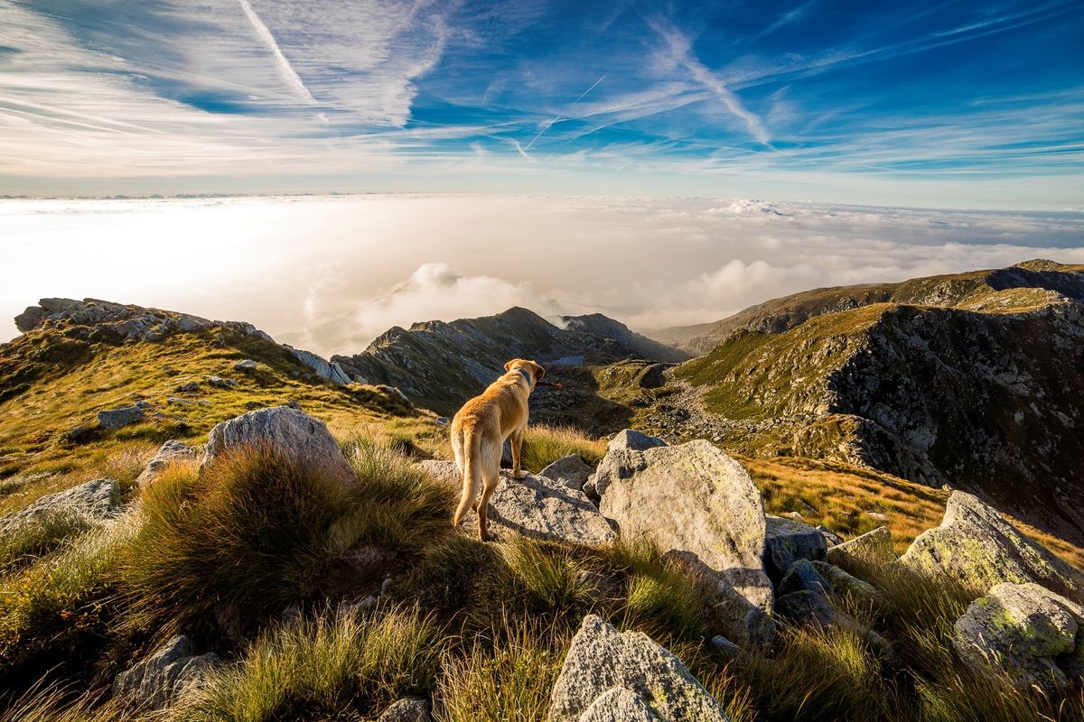 St Bernard Great Pyrenees Mix: A Complete Guide
