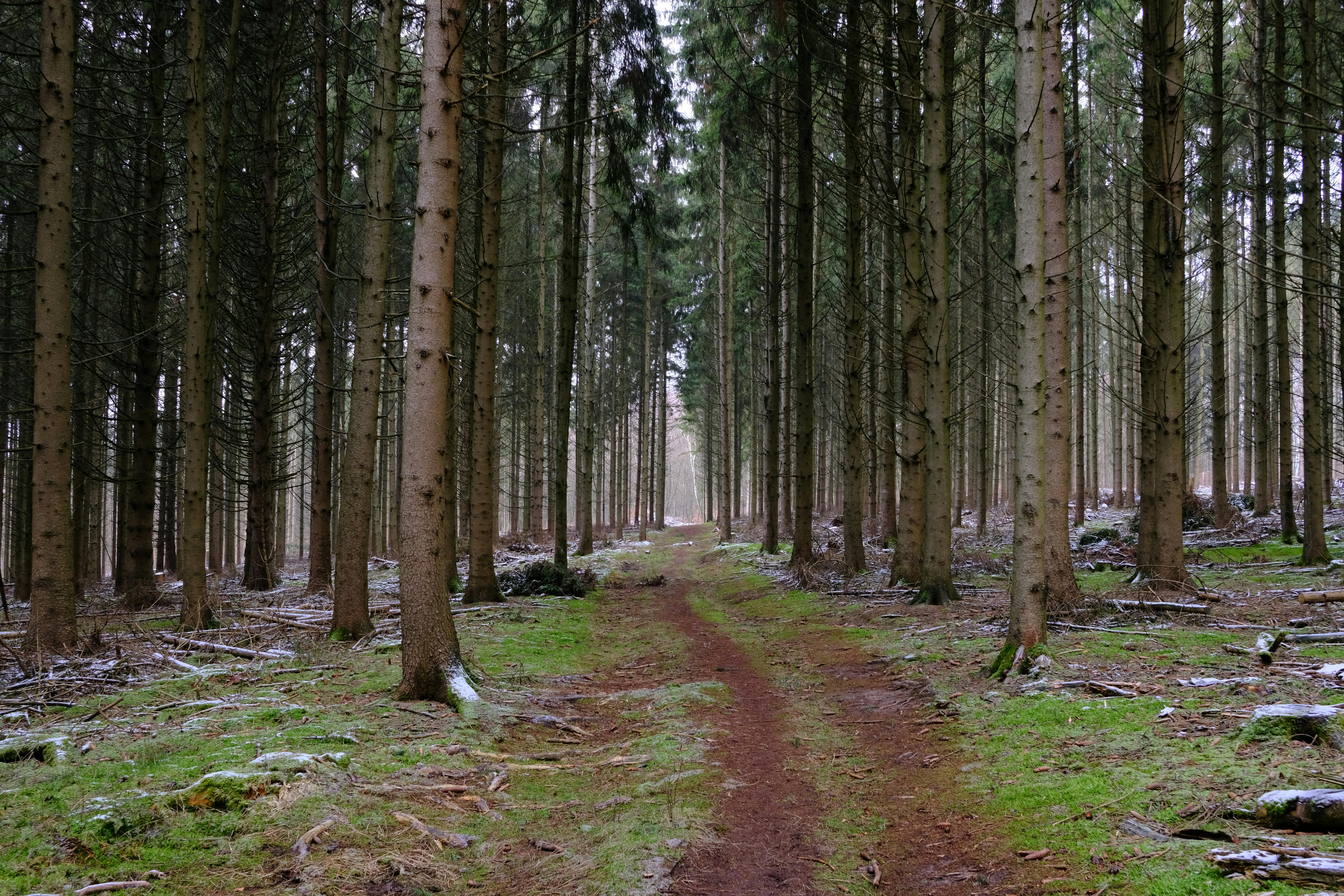 Factores Clave para el Éxito de una Plantación Forestal