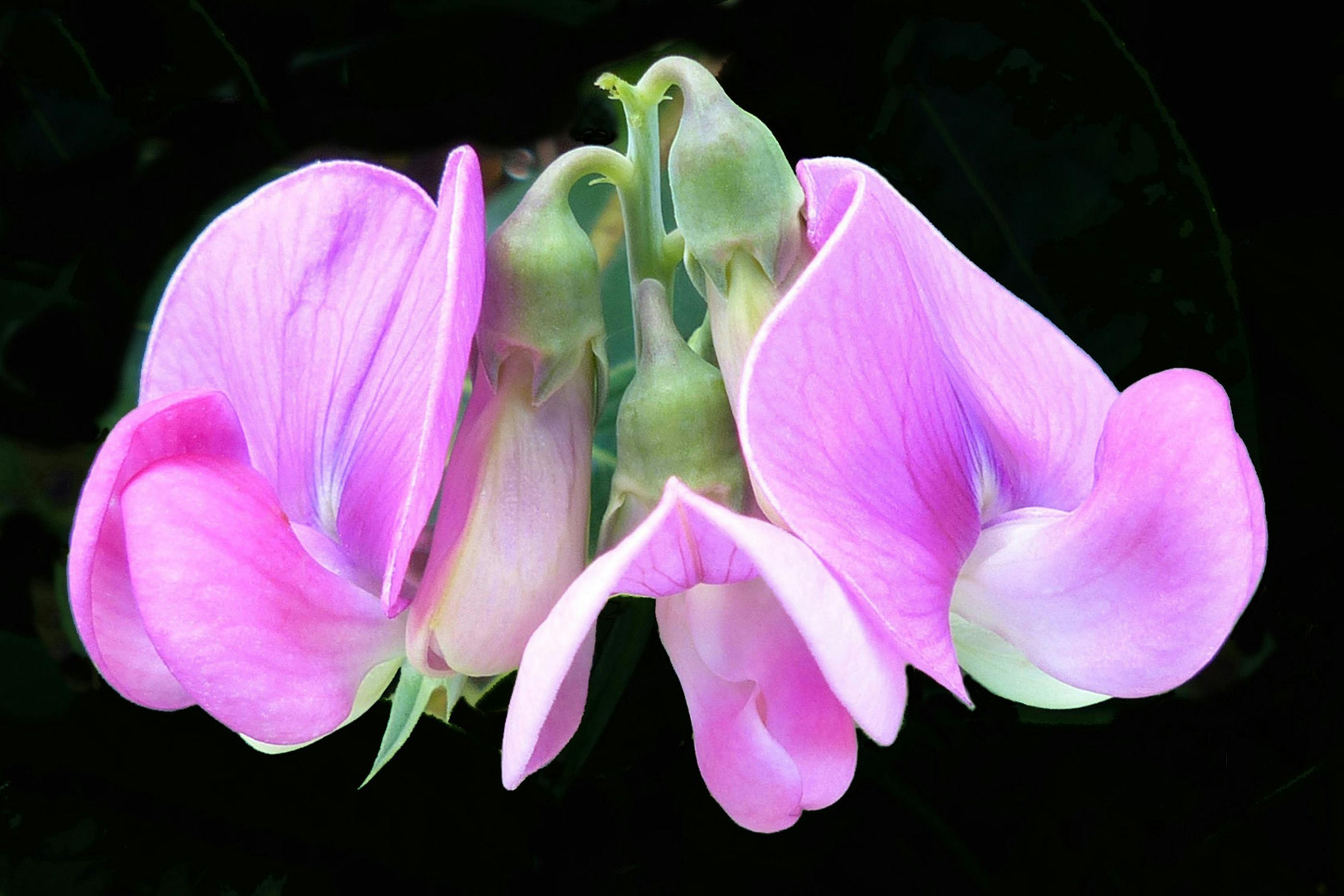 Free stock photo of beautiful flowers