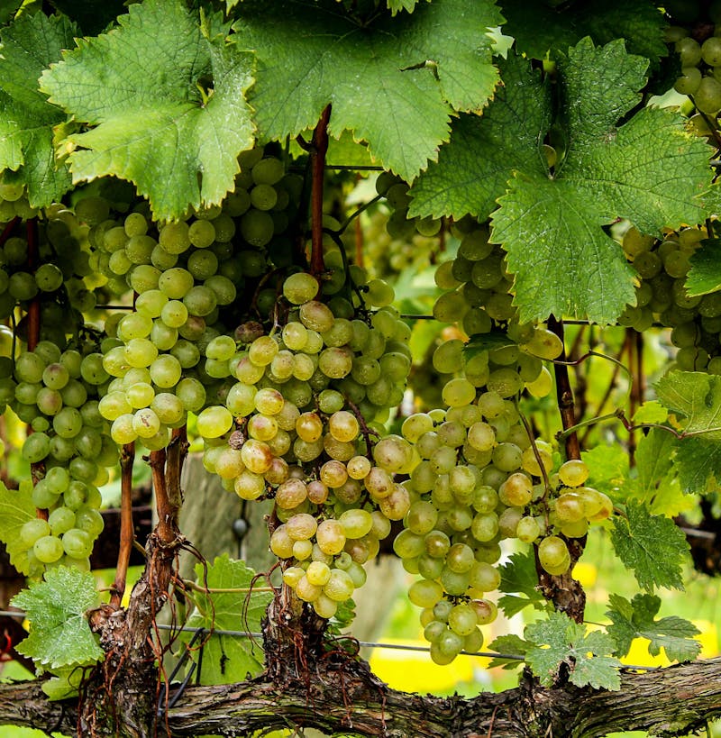 Grapes Photos, Download The BEST Free Grapes Stock Photos & HD Images