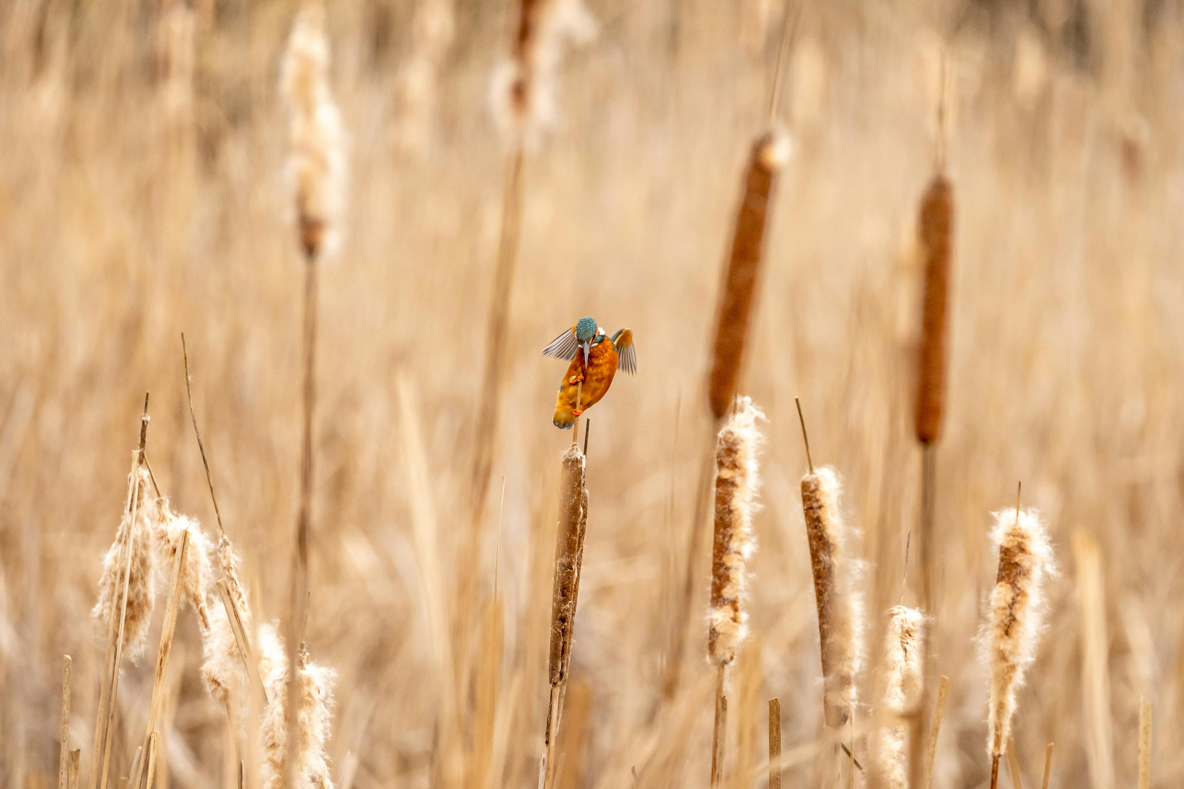 Close-Up Photo of Bird perched on Cattail · Free Stock Photo
