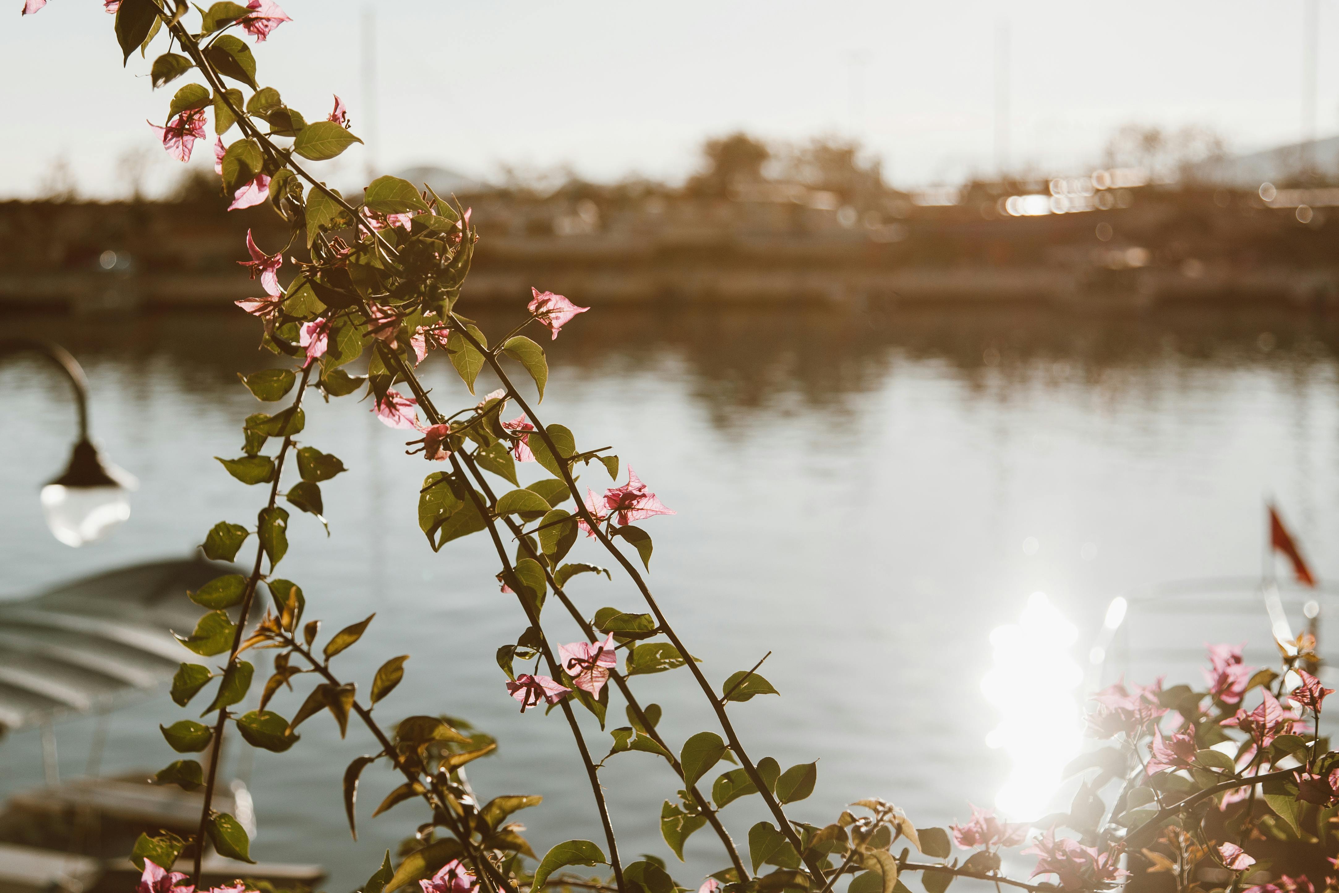 Lakeshore Flowers Photos, Download The BEST Free Lakeshore Flowers ...