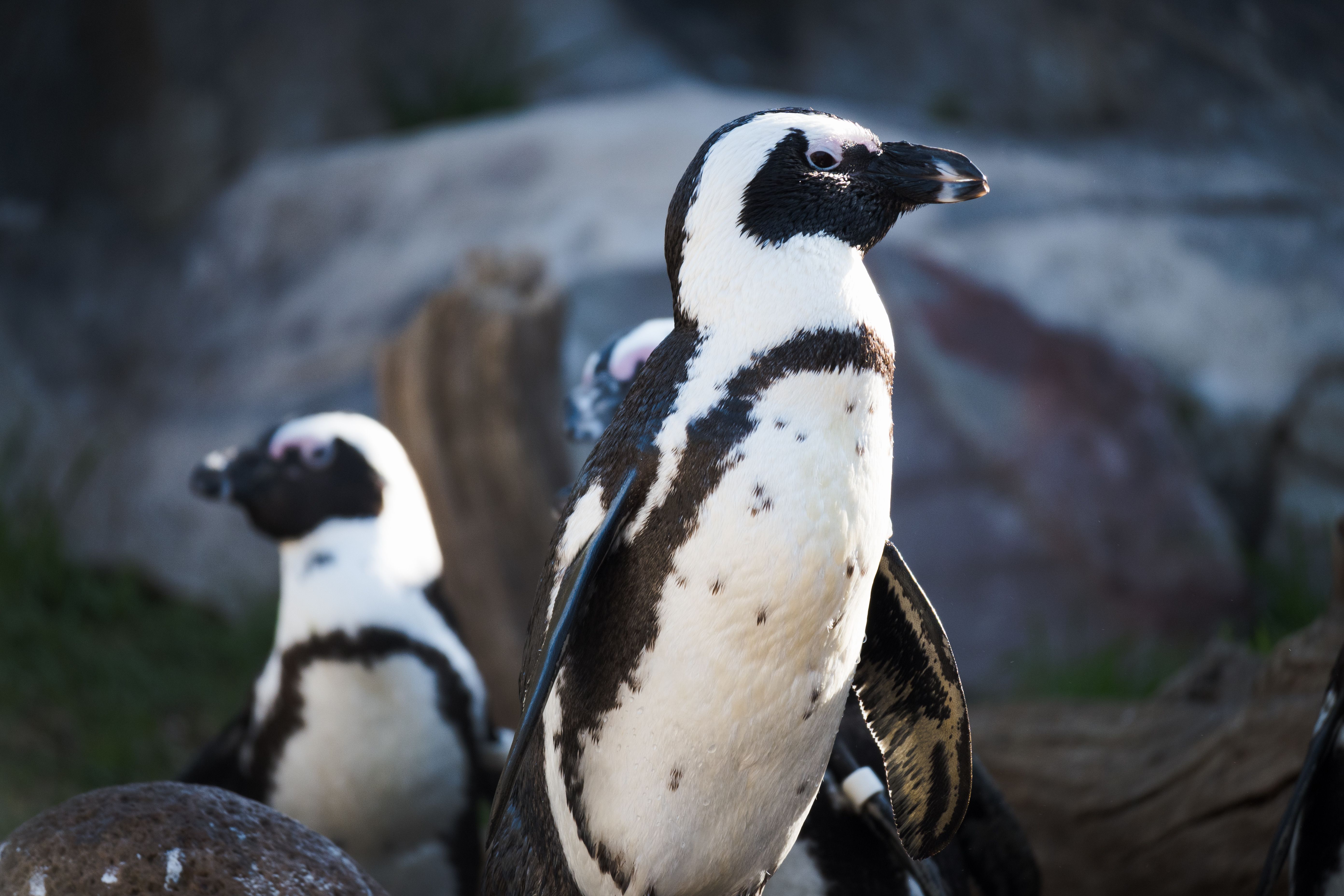 Penguin Portraits Photos, Download The BEST Free Penguin Portraits ...