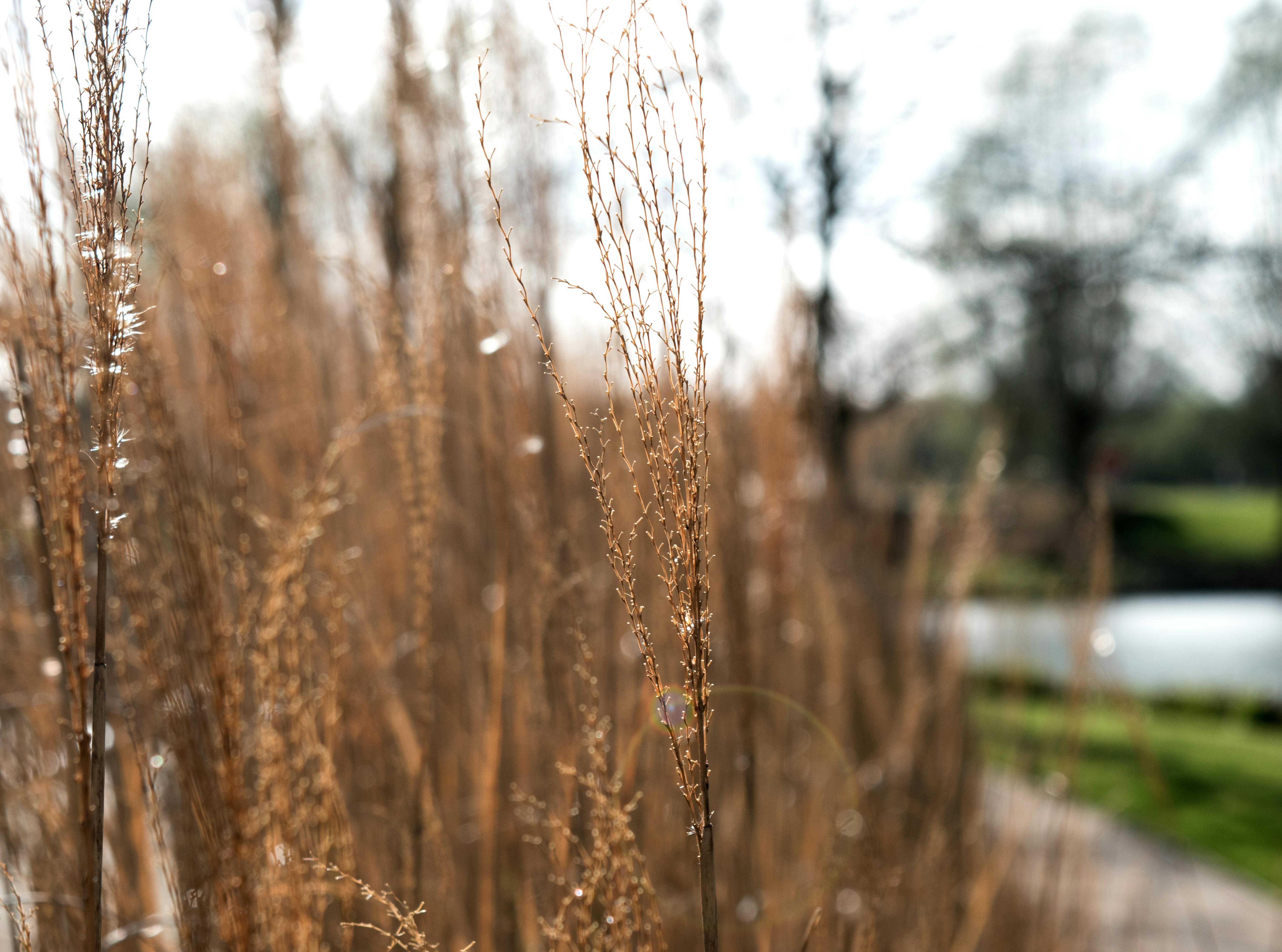 Photo of Brown Grass Field · Free Stock Photo